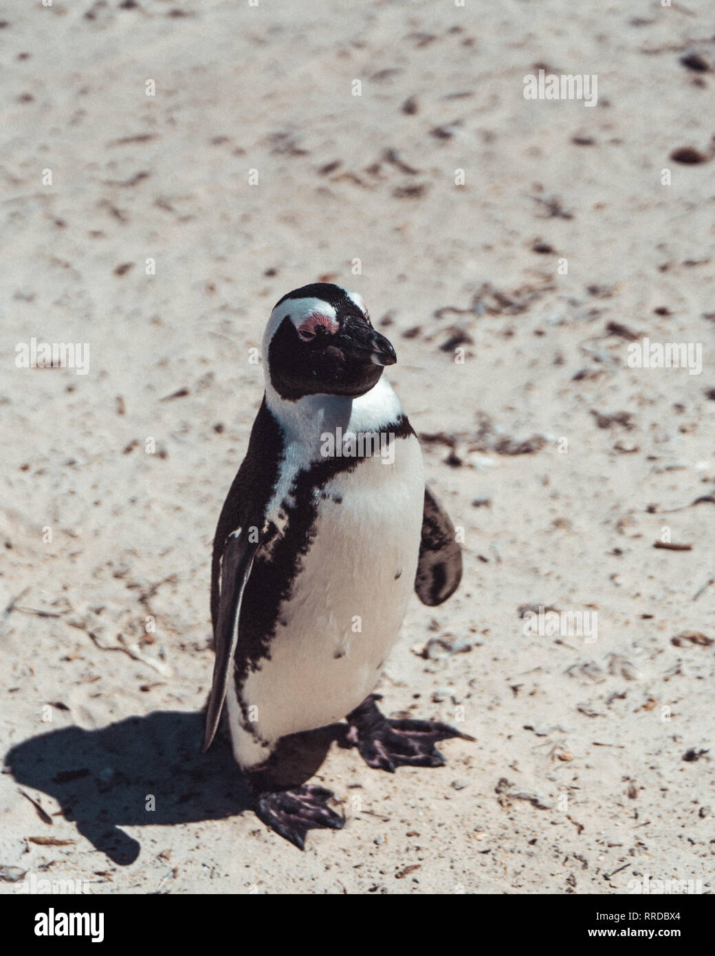 An African Penguin enjoying the sun in the sand Stock Photo - Alamy