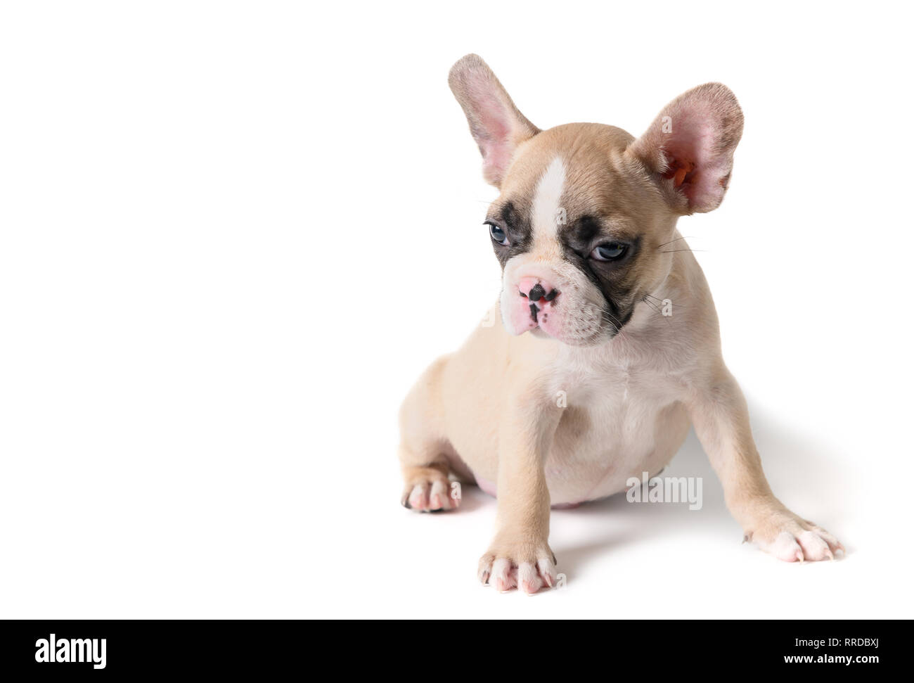 Portrait sitting friendly french Cut Out Stock Images & Pictures - Alamy