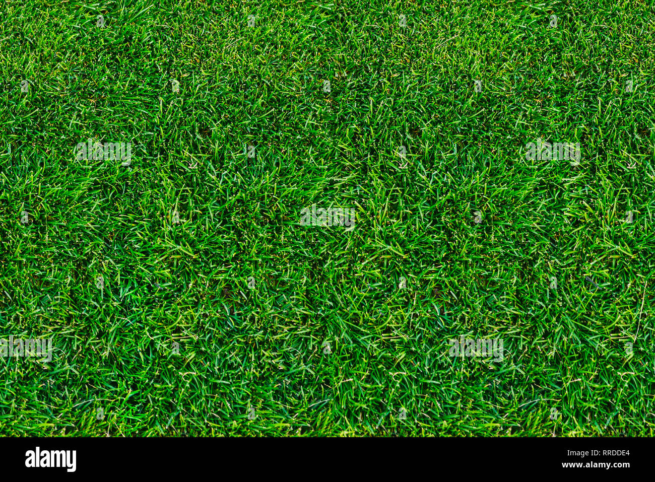 Lawn, green grass in summer. View from above. Close-up, natural ...