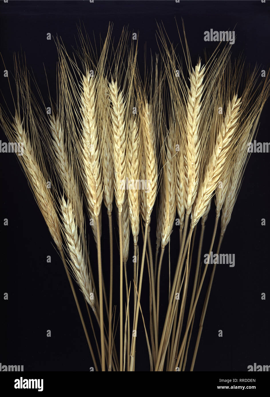 Spike black background hi-res stock photography and images - Alamy