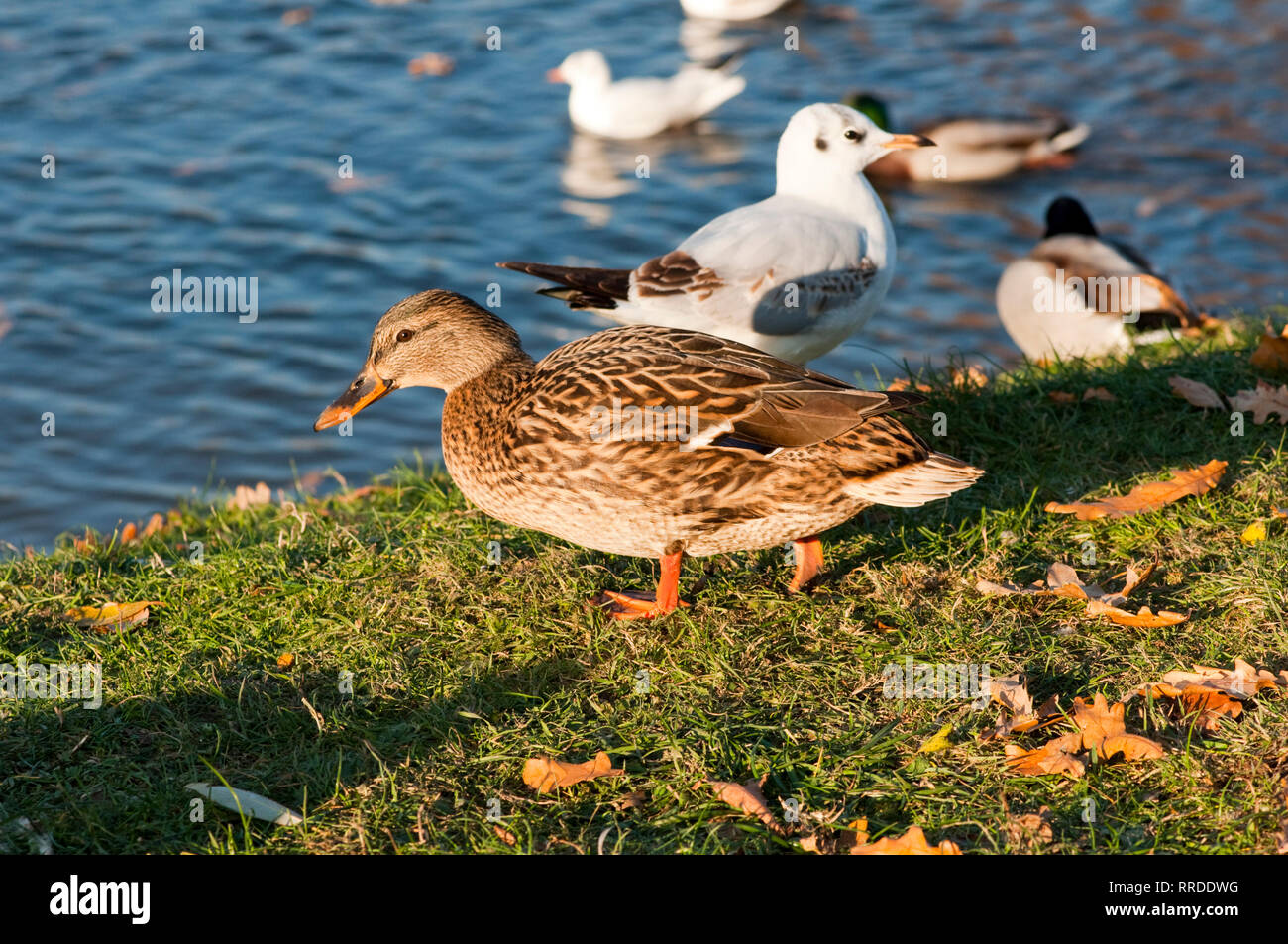 High resolution image of duck hi-res stock photography and images - Alamy