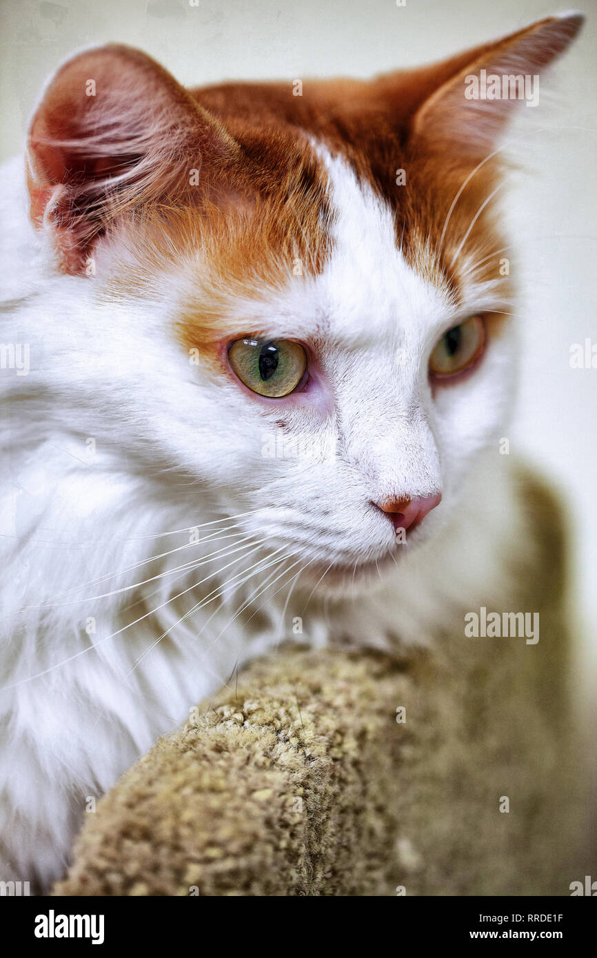 Rust Colored Hair Man