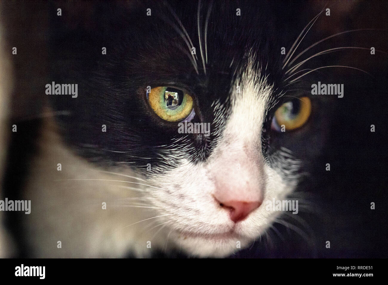 portrait of a thoroughbred tabby kitty with black fur and white patch ...