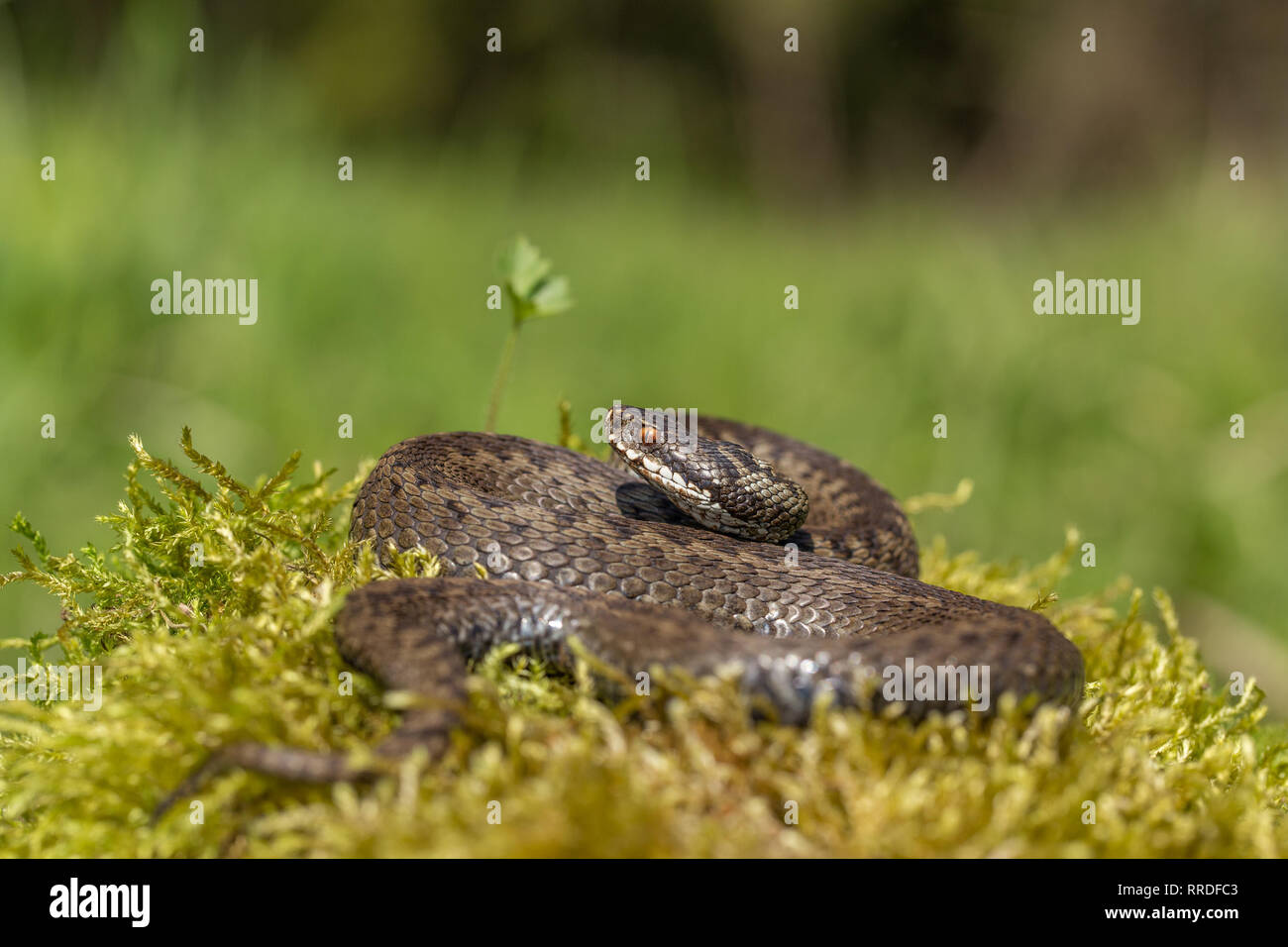 European viper Vipera berus in Czech Repblic Stock Photo - Alamy