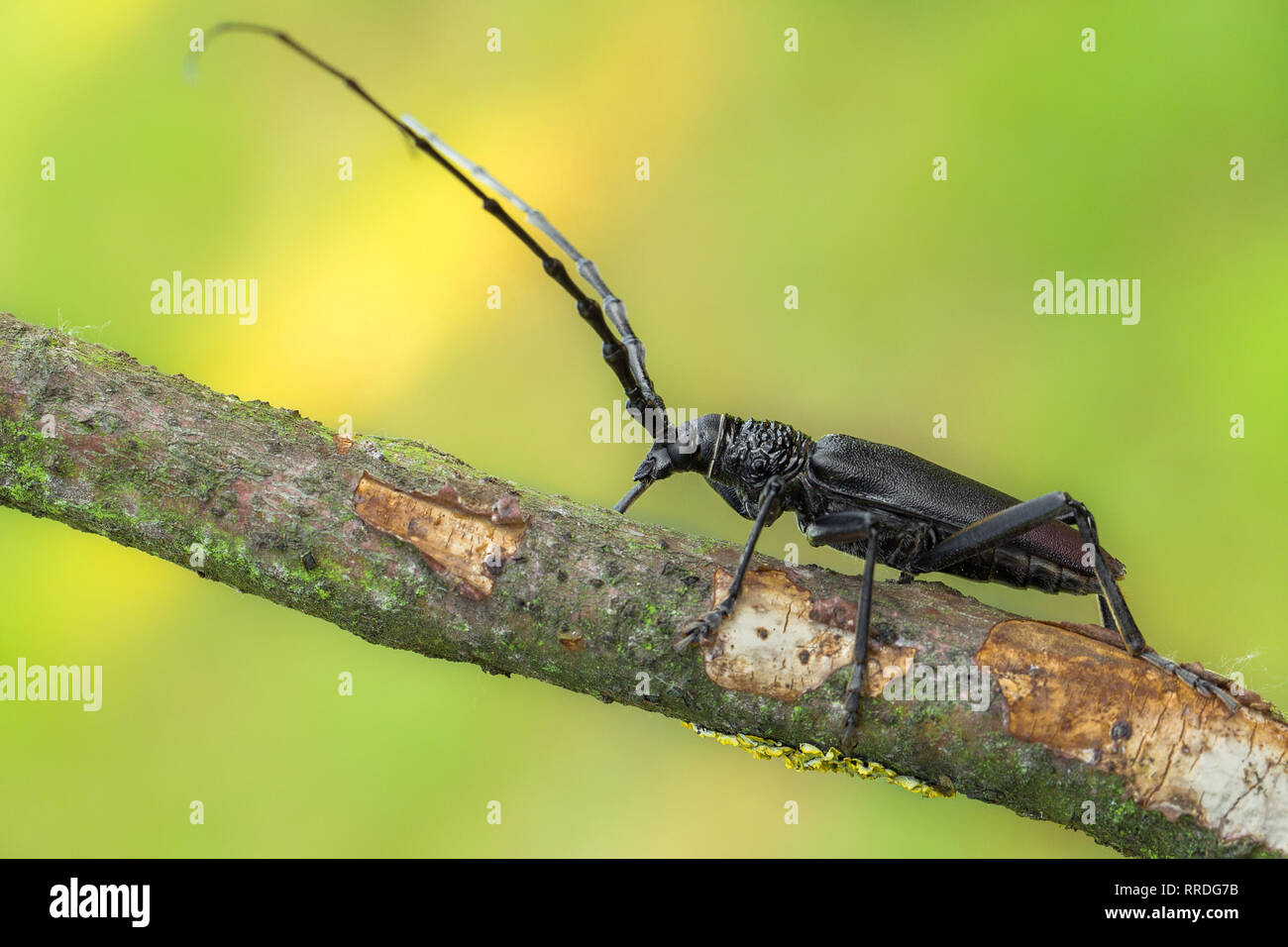 Cerambyx cerdo hi-res stock photography and images - Alamy