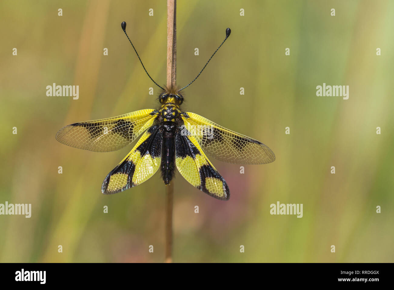 Beautiful Owlfly Libelloides macaronius in Czech Republic Stock Photo ...