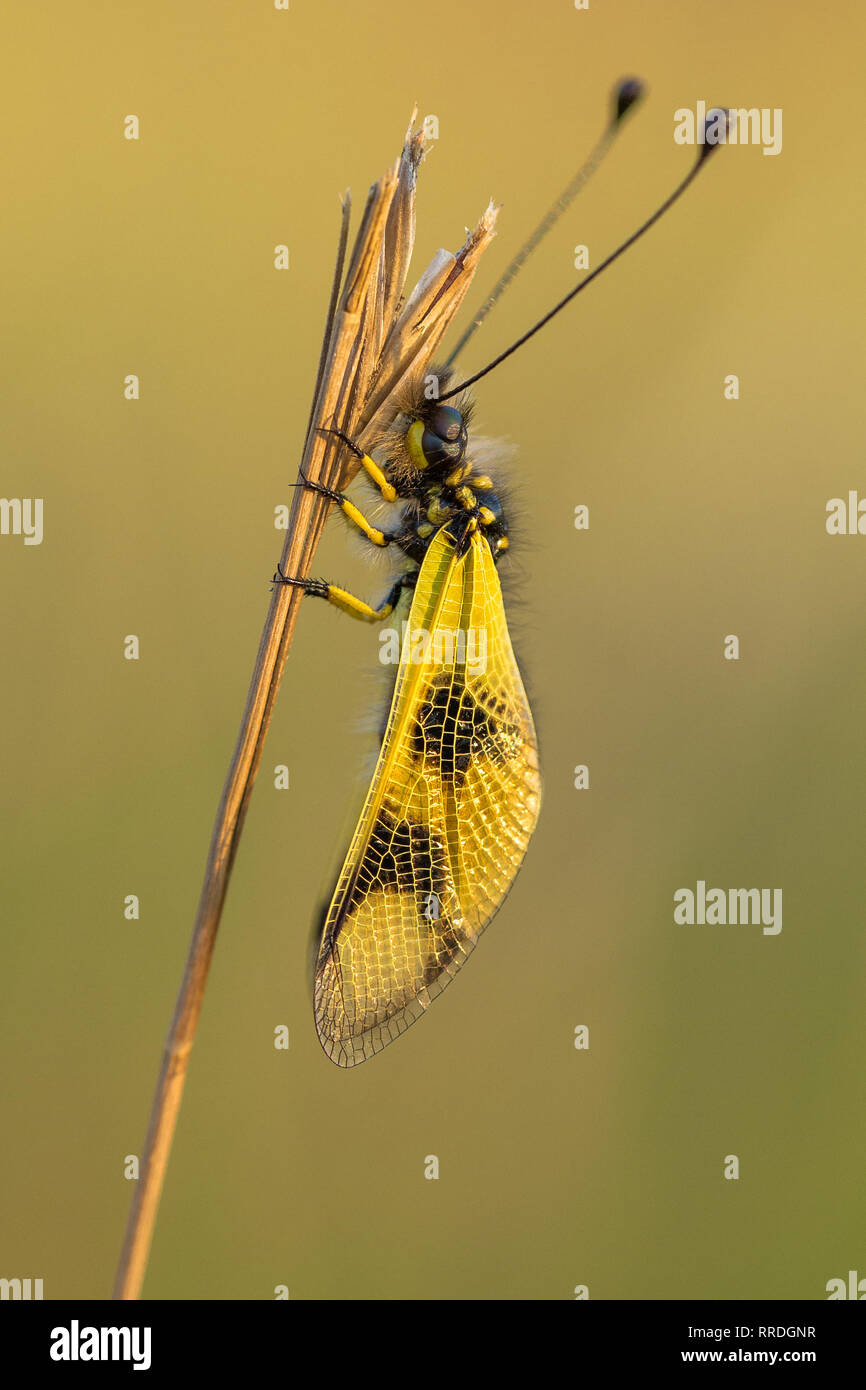 Beautiful Owlfly Libelloides macaronius in Czech Republic Stock Photo ...