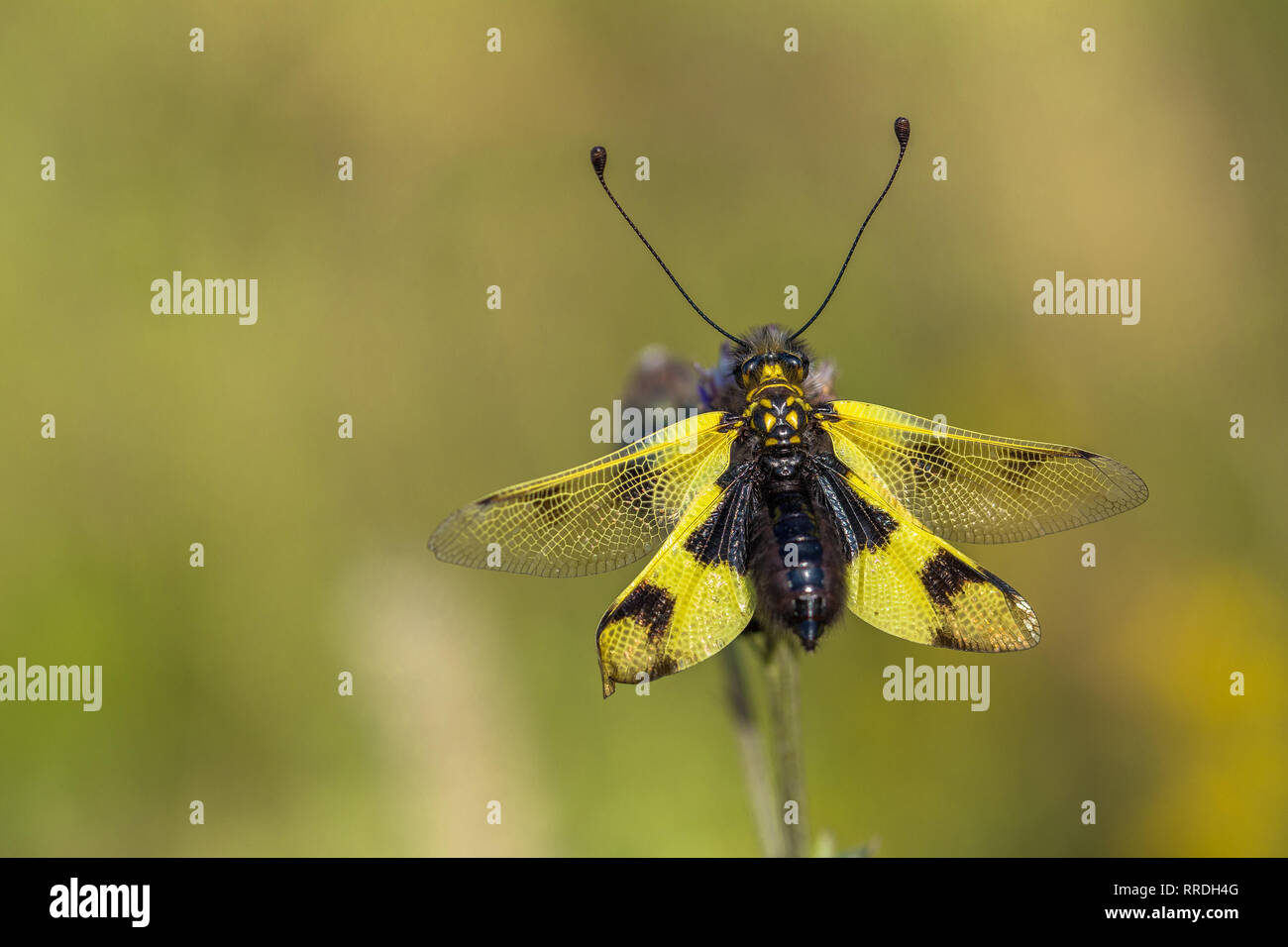 Zoology most beautiful hi-res stock photography and images - Alamy