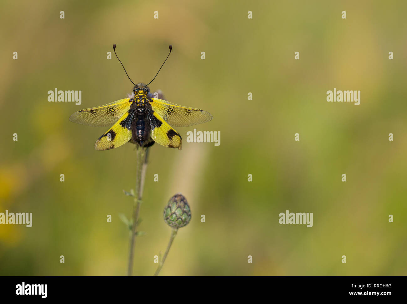 Beautiful Owlfly Libelloides macaronius in Czech Republic Stock Photo ...