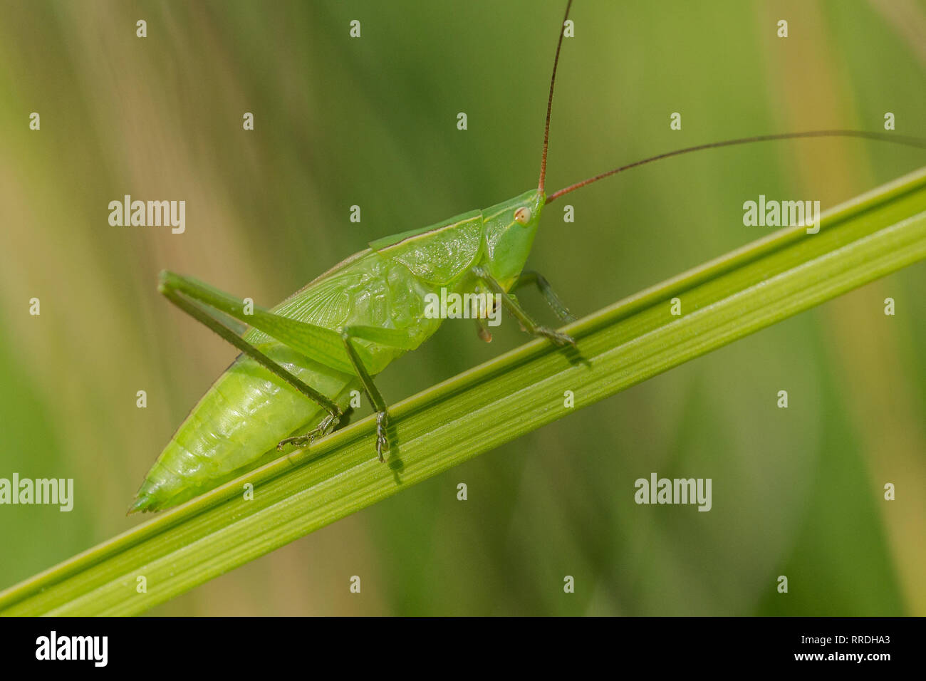 Large conehead grasshopper hi-res stock photography and images - Alamy