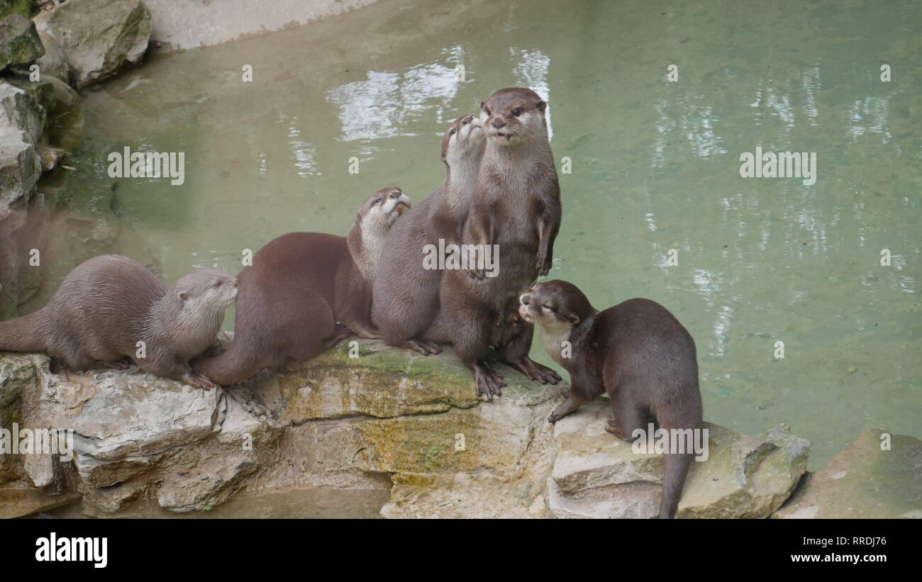 Big hug the otter family at zoo Stock Photo - Alamy