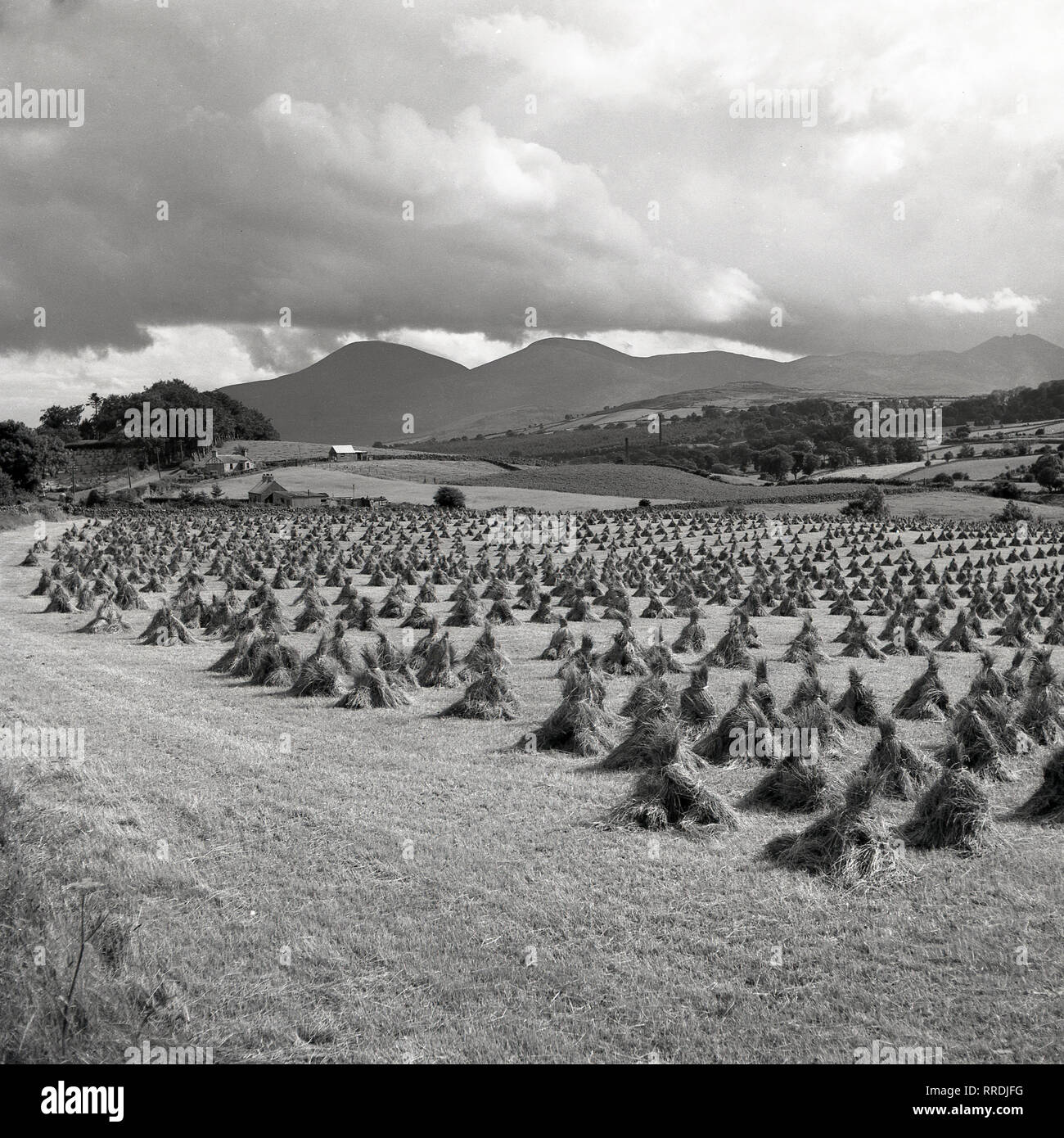 Ireland farming 1950s hi-res stock photography and images - Alamy