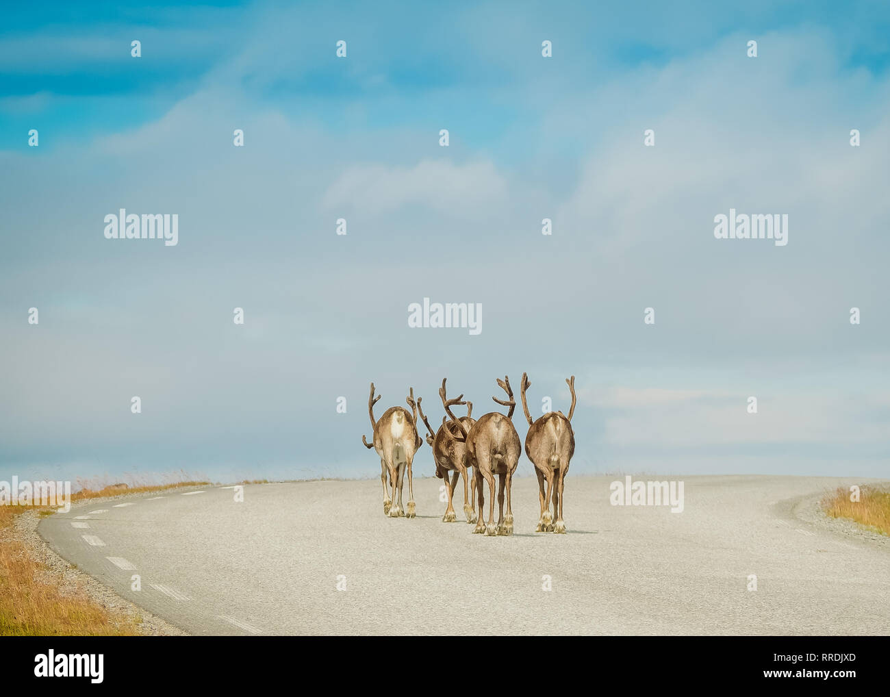 Back view of group of reindeer walking together on paved roadway ...