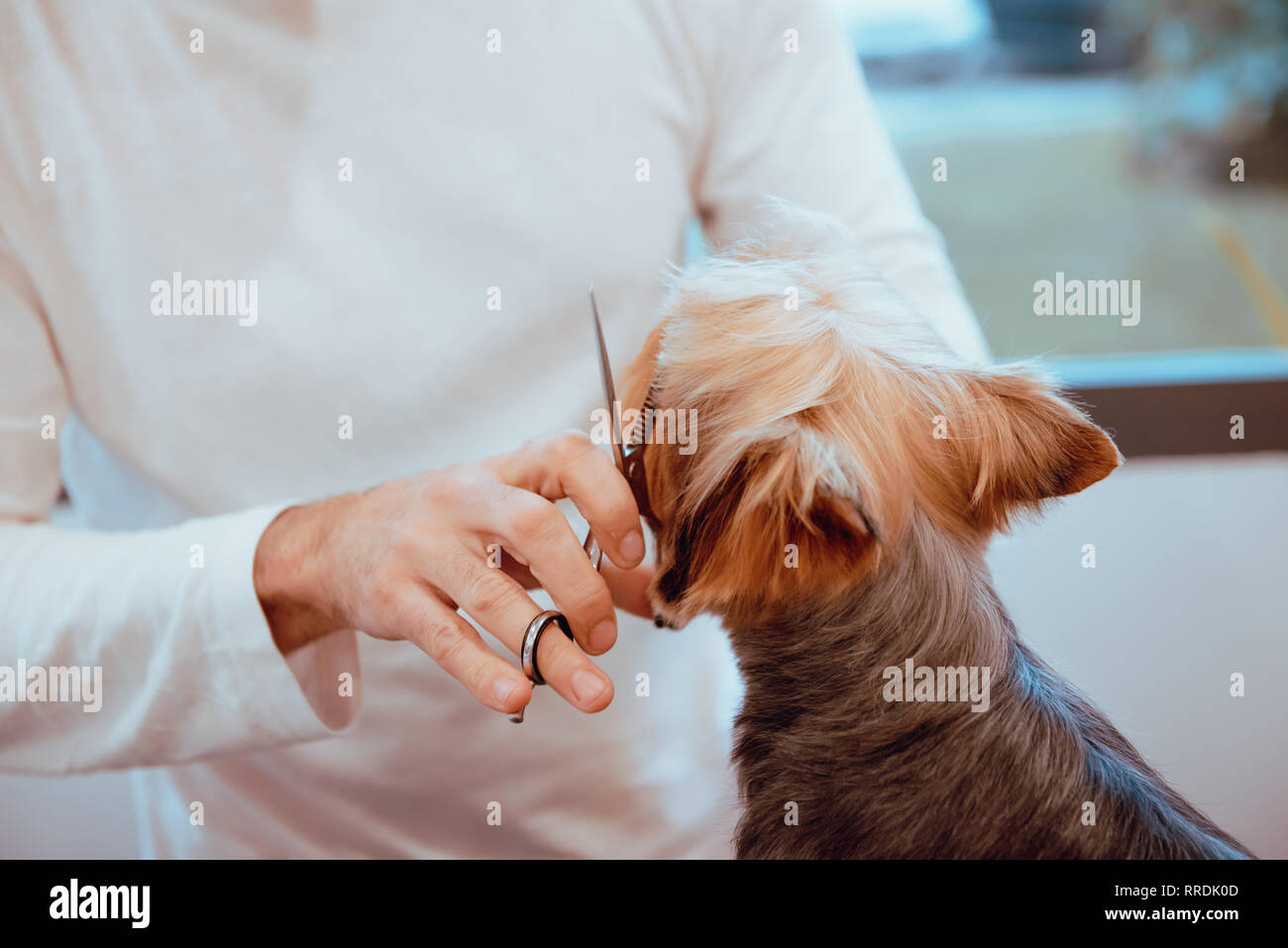 Professional haircut trimming scissors little hi-res stock photography ...