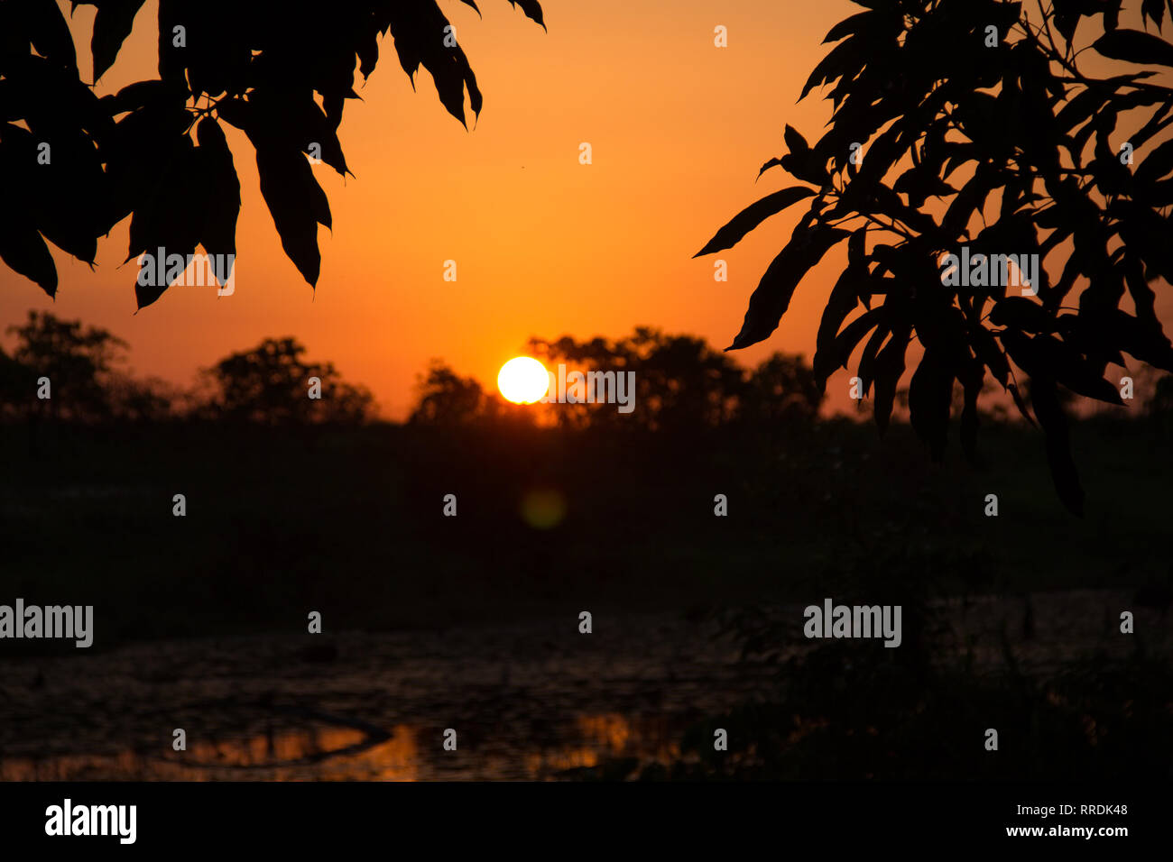 Brazilian amazon jungle hi-res stock photography and images - Alamy