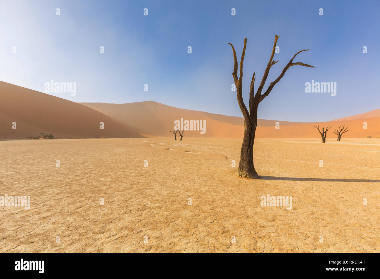 Dead Tree in Dooievlei Stock Photo - Alamy