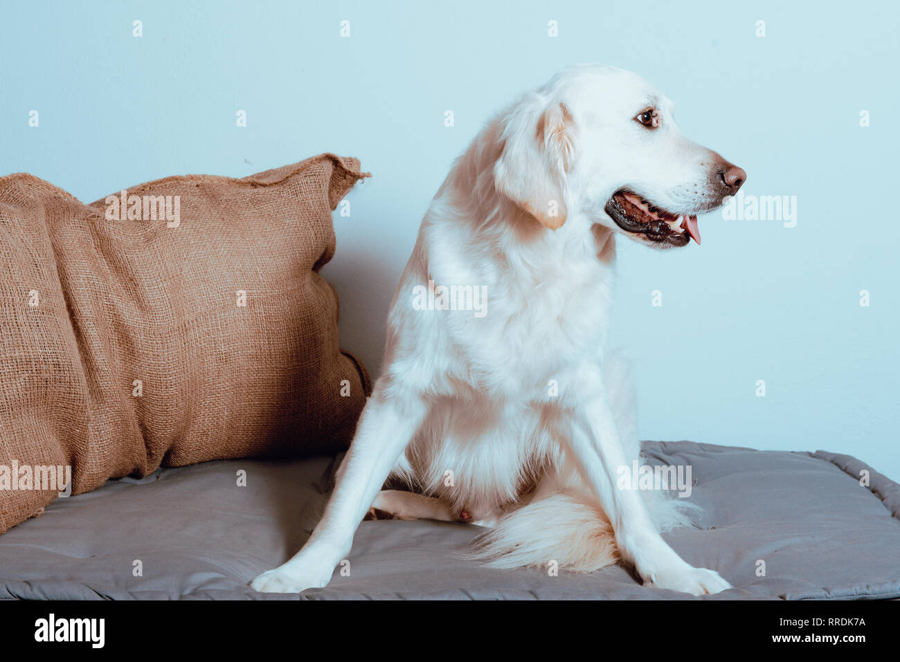 Big white Labrador looking at camera Stock Photo - Alamy