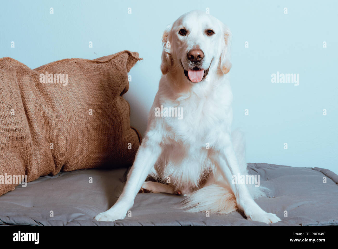 Big white Labrador looking at camera Stock Photo - Alamy