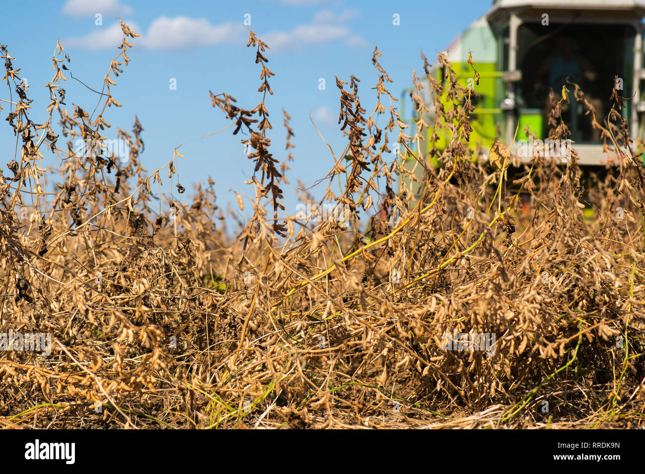 Harvesting of soy bean fields with combine Stock Photo - Alamy