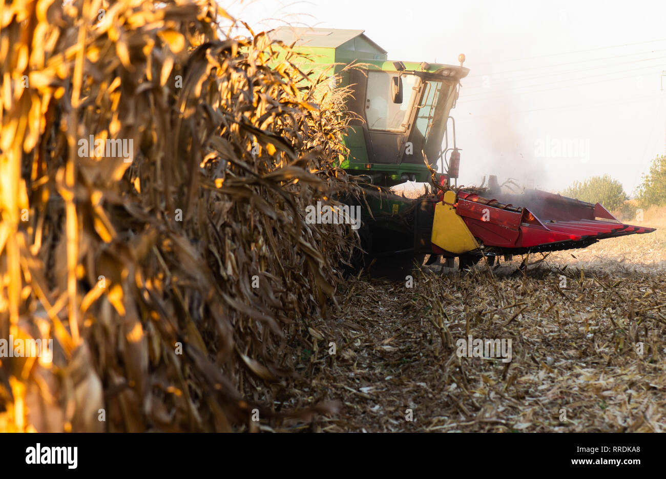 Harvesting of corn fields with combine Stock Photo - Alamy