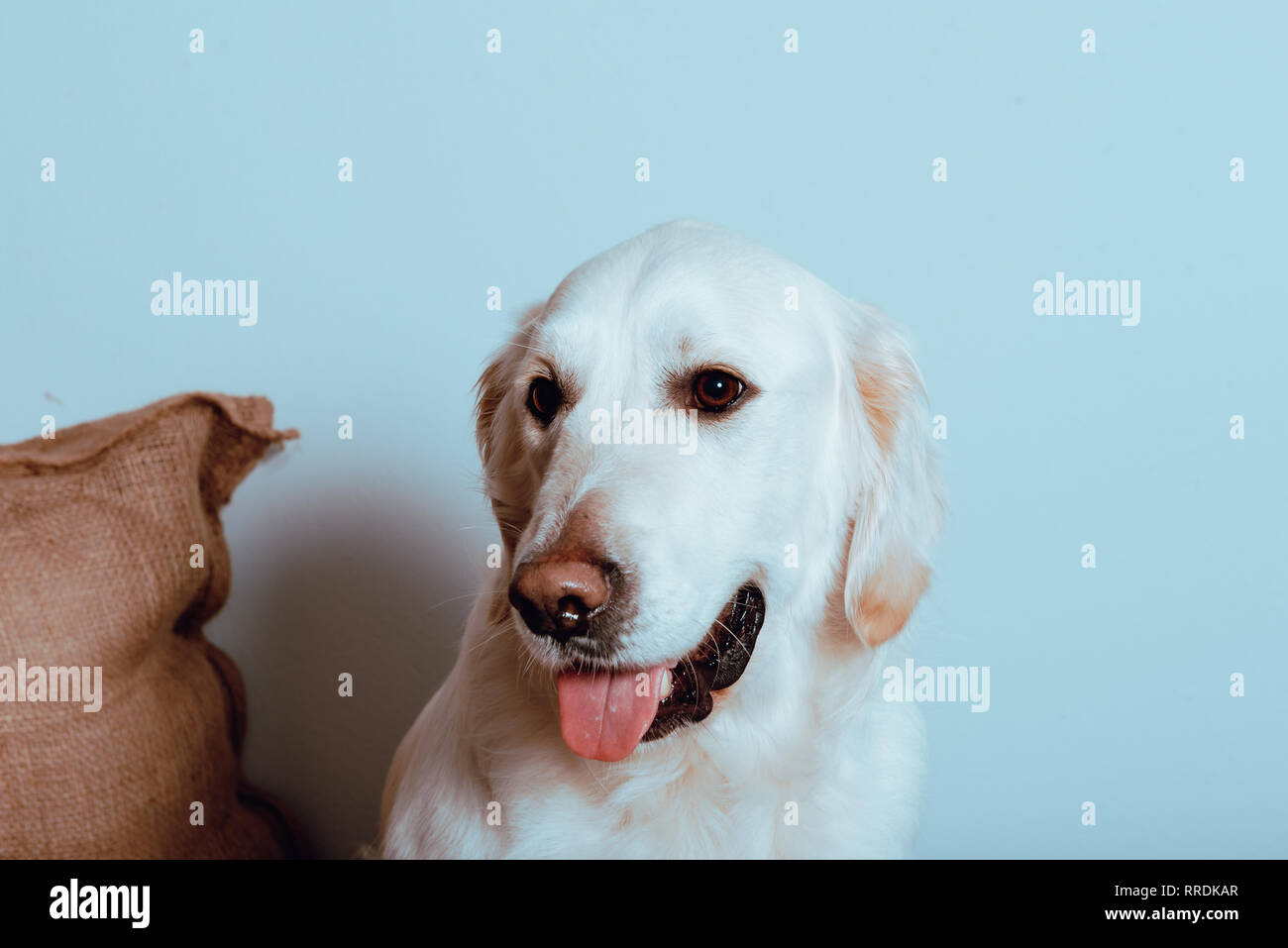 Big white Labrador looking at camera Stock Photo - Alamy
