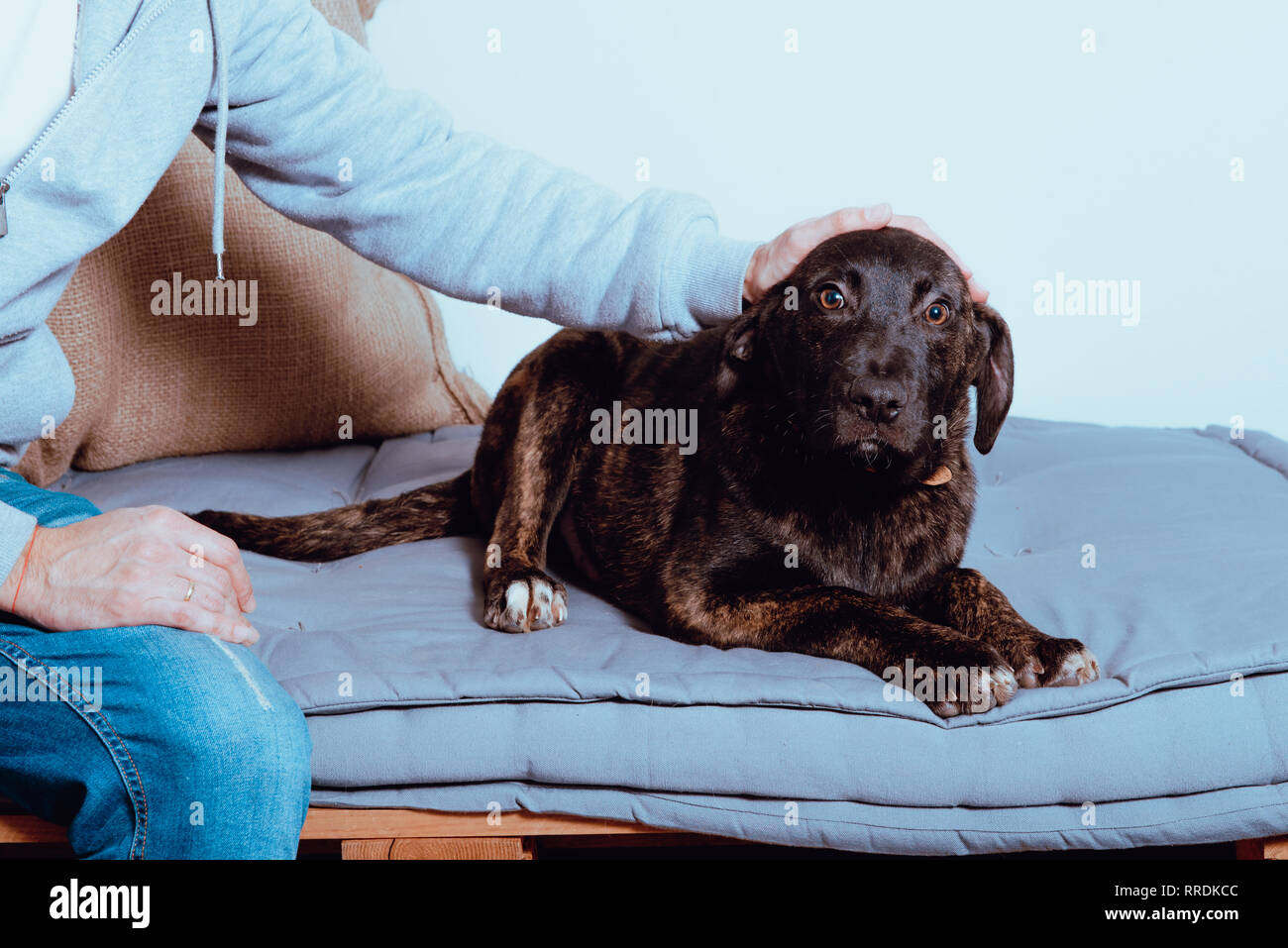 Crop man caressing charming dog on bed Stock Photo - Alamy