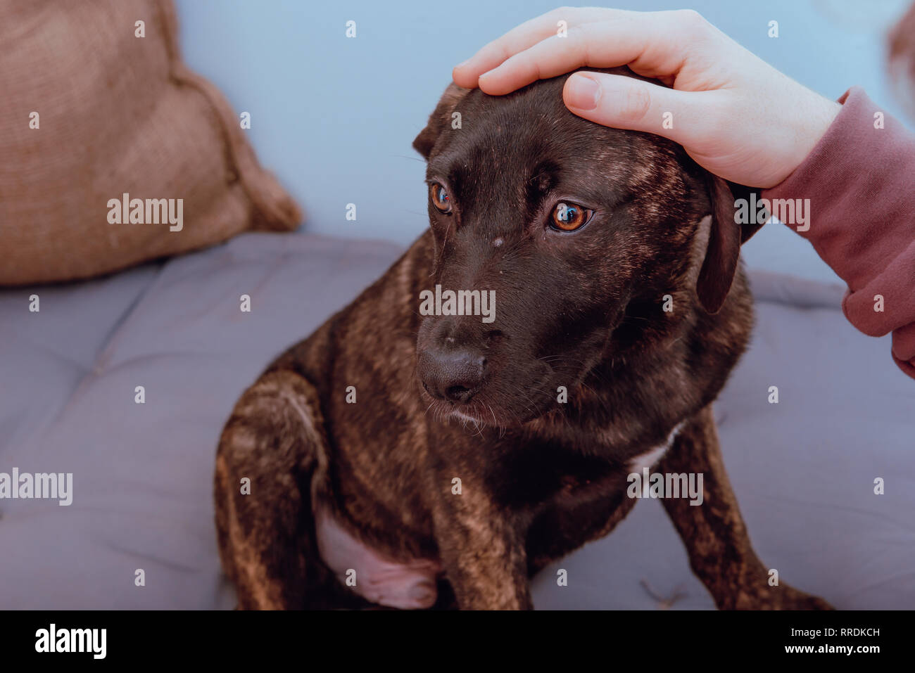 Crop man caressing charming dog on bed Stock Photo - Alamy