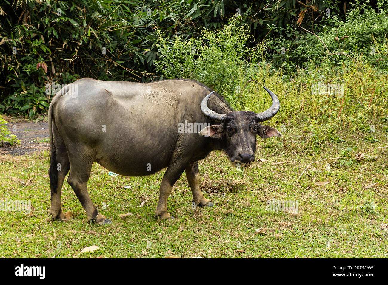 water buffalo stands and looks into the camera Stock Photo - Alamy