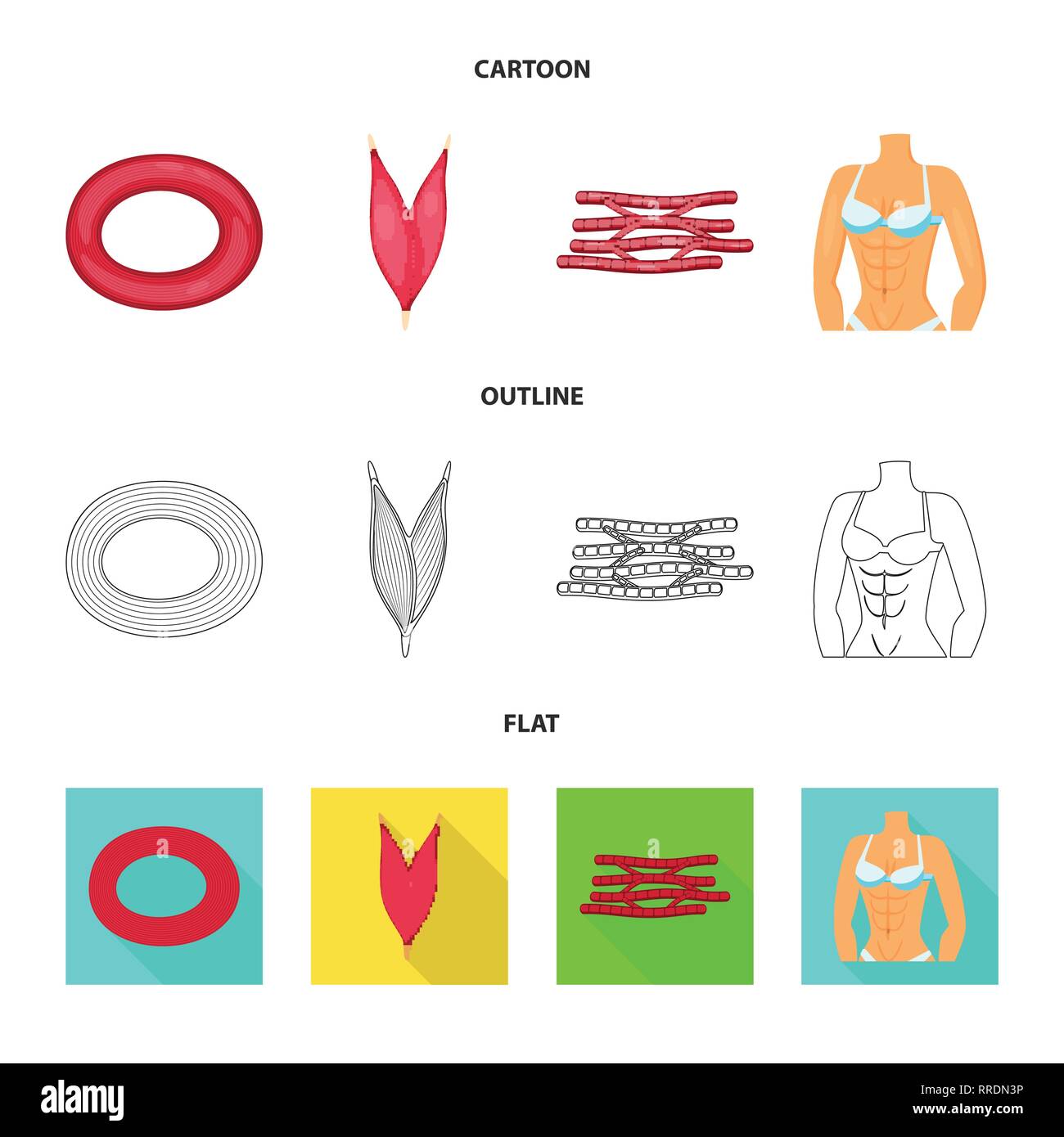 Vector design of fiber and muscular logo. Set of fiber and body stock ...
