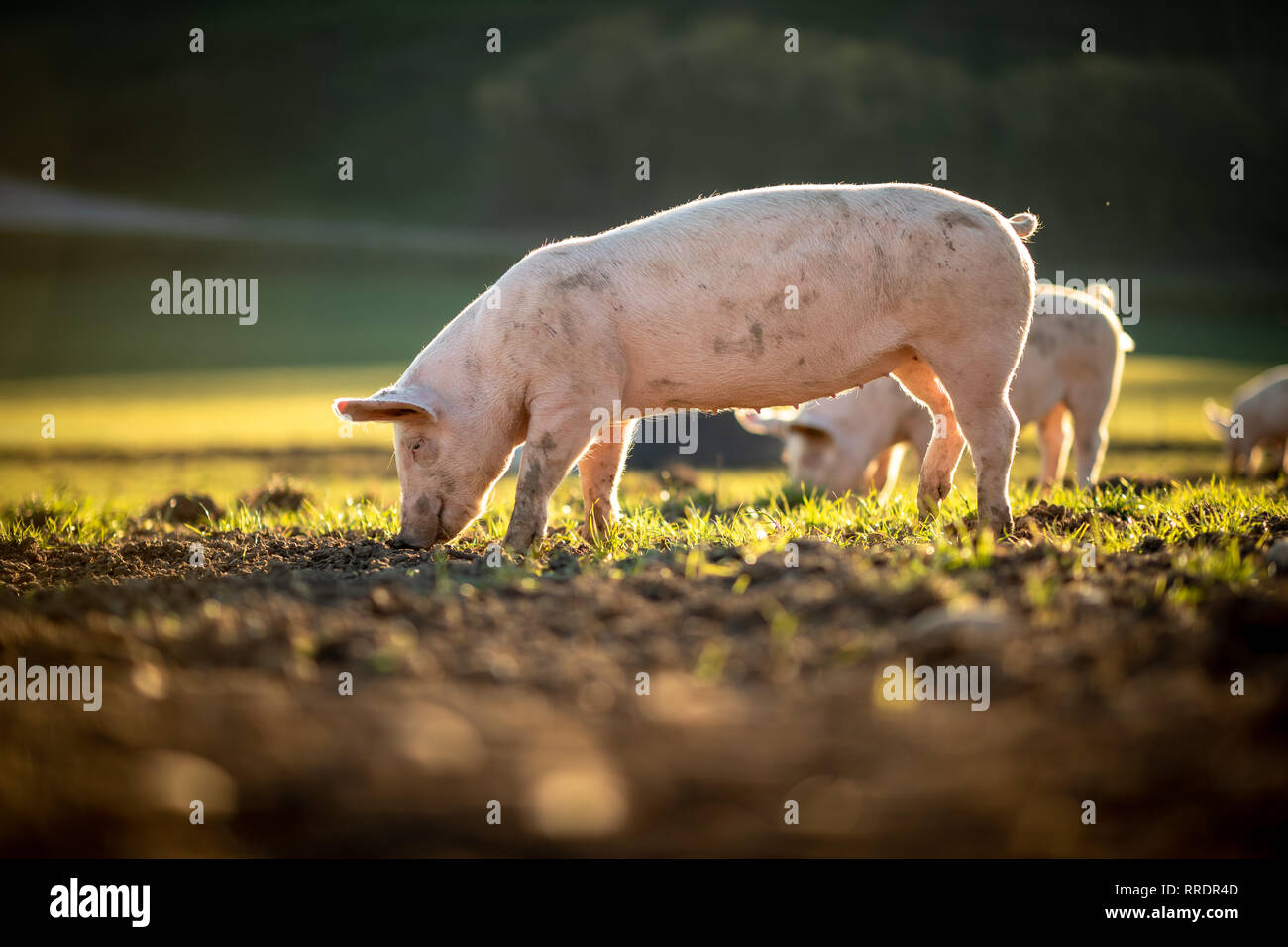 Pigs eating on a meadow in an organic meat farm Stock Photo - Alamy