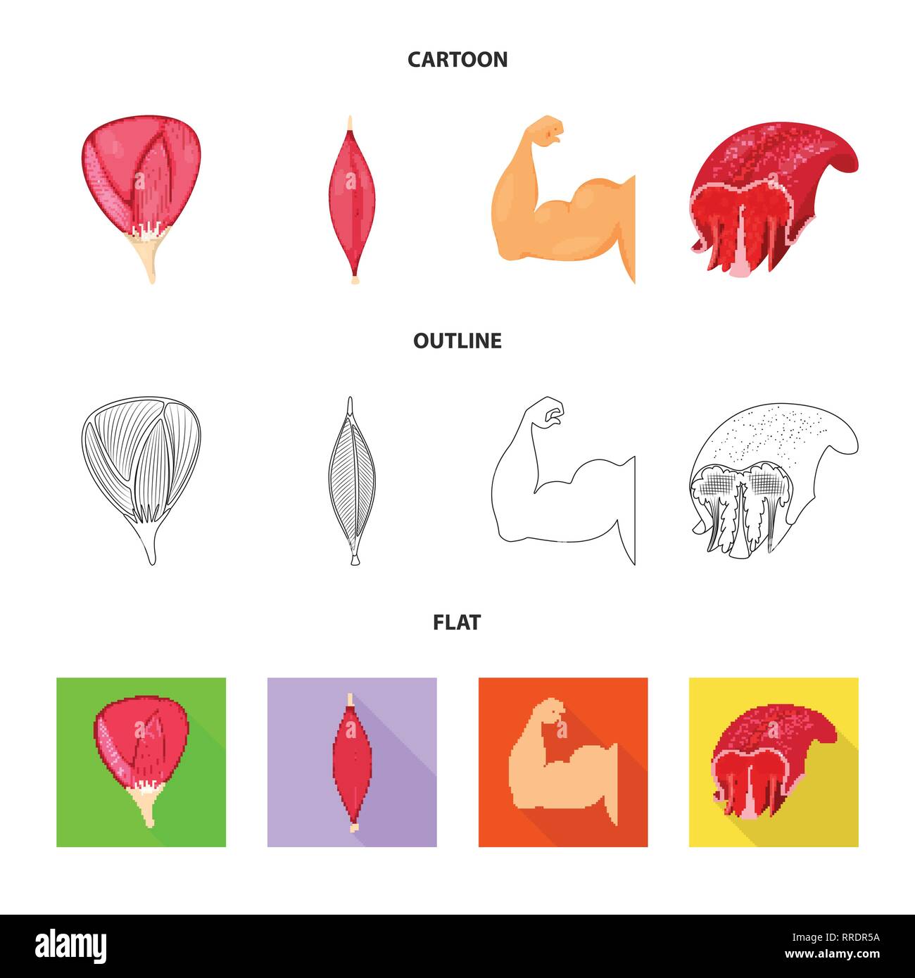 Vector design of fiber and muscular sign. Set of fiber and body stock ...