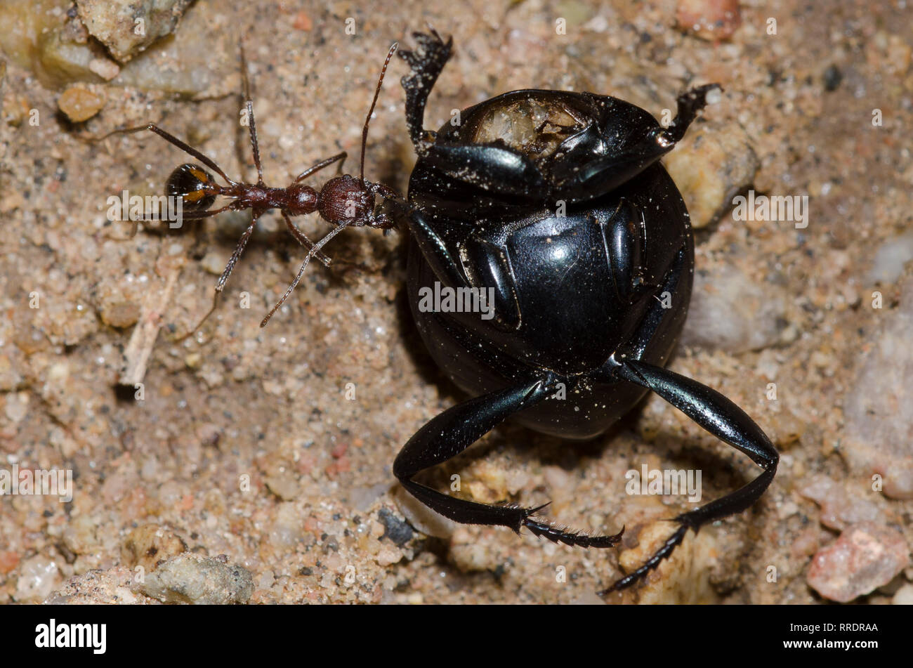 Insect tribe hi-res stock photography and images - Alamy