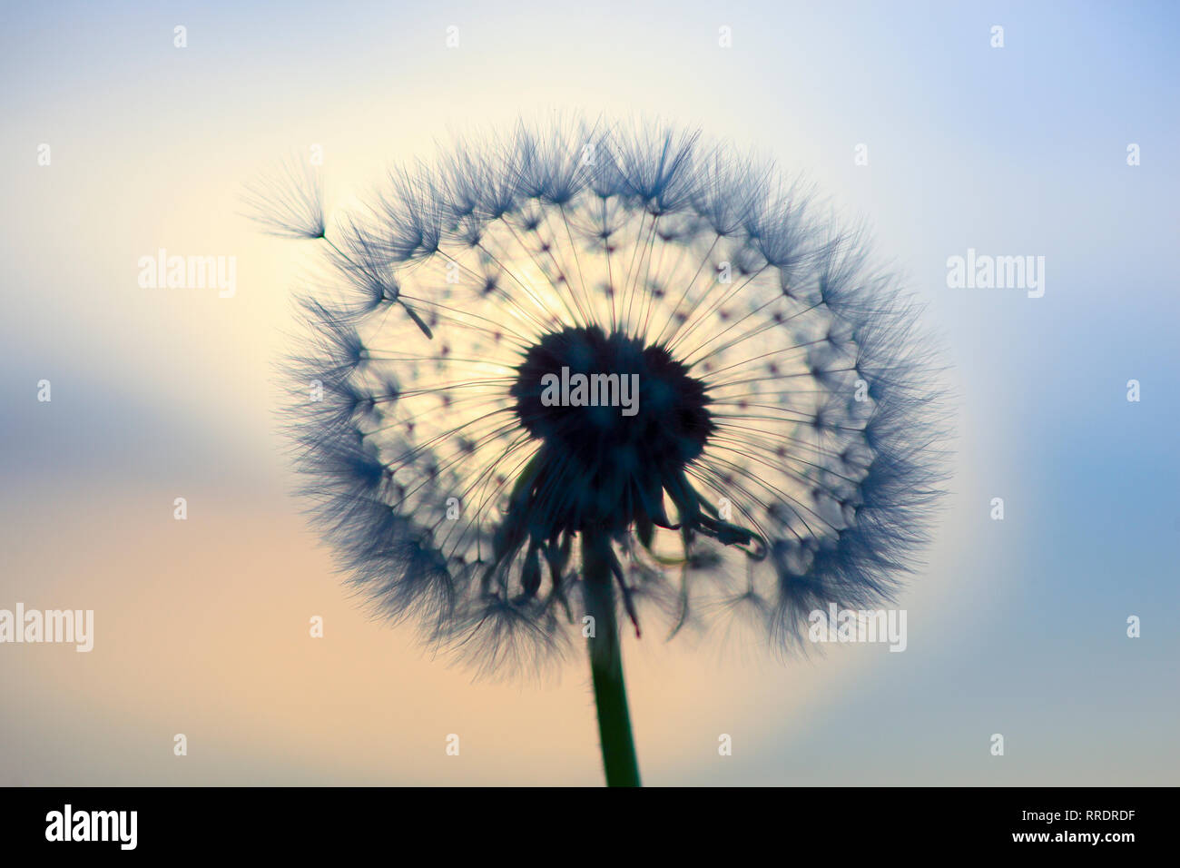 Agamogenesis hi-res stock photography and images - Alamy
