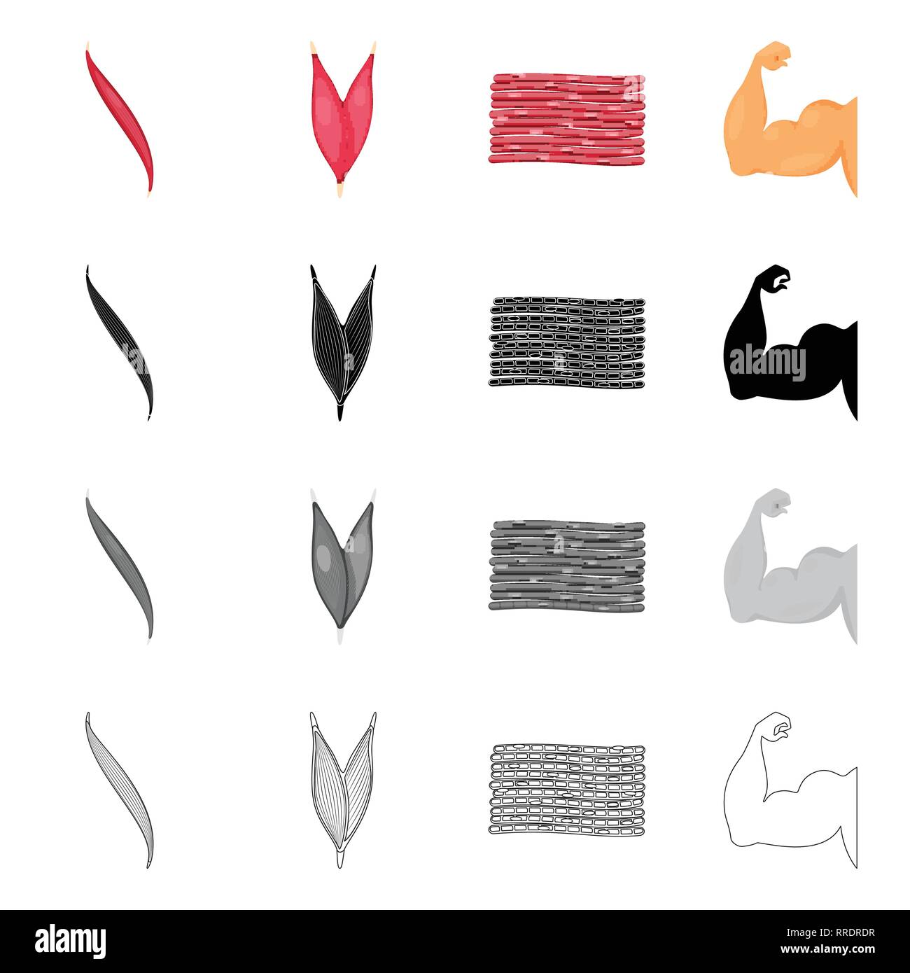 Vector design of fiber and muscular logo. Collection of fiber and body ...