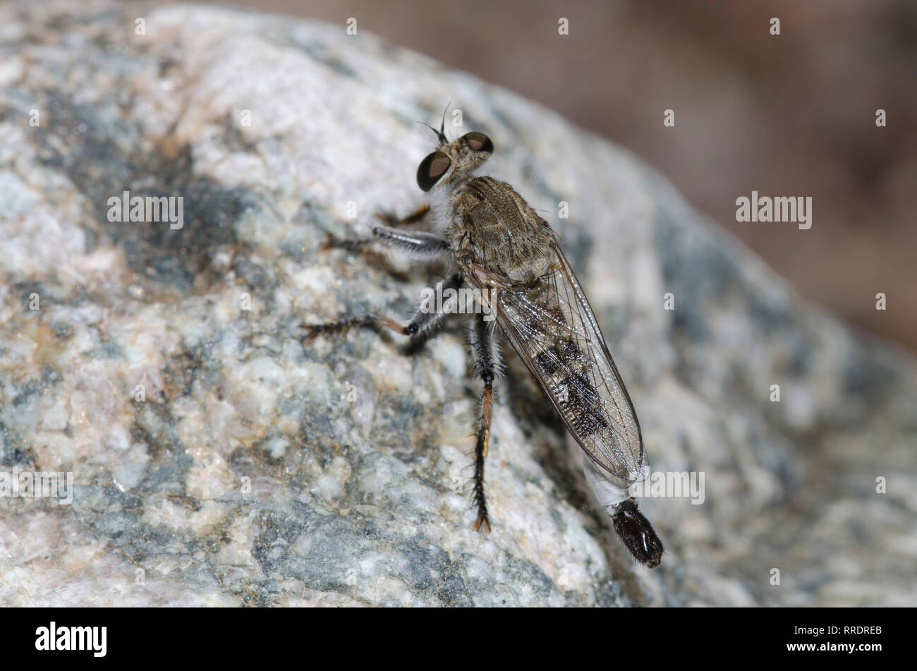 Arizona robber fly hi-res stock photography and images - Alamy