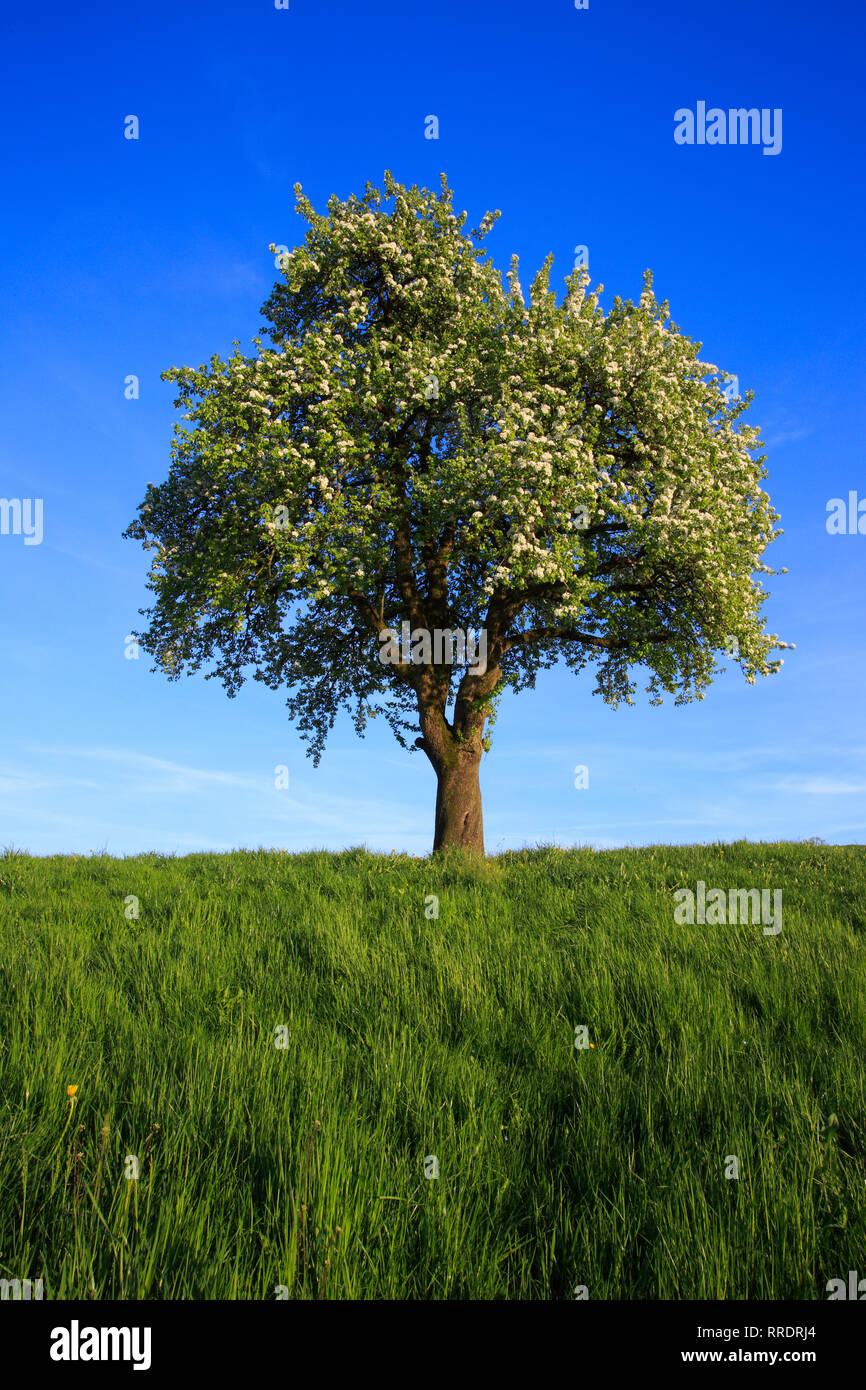 botany, blossom pear tree in the spring, Switzerland, Additional-Rights ...