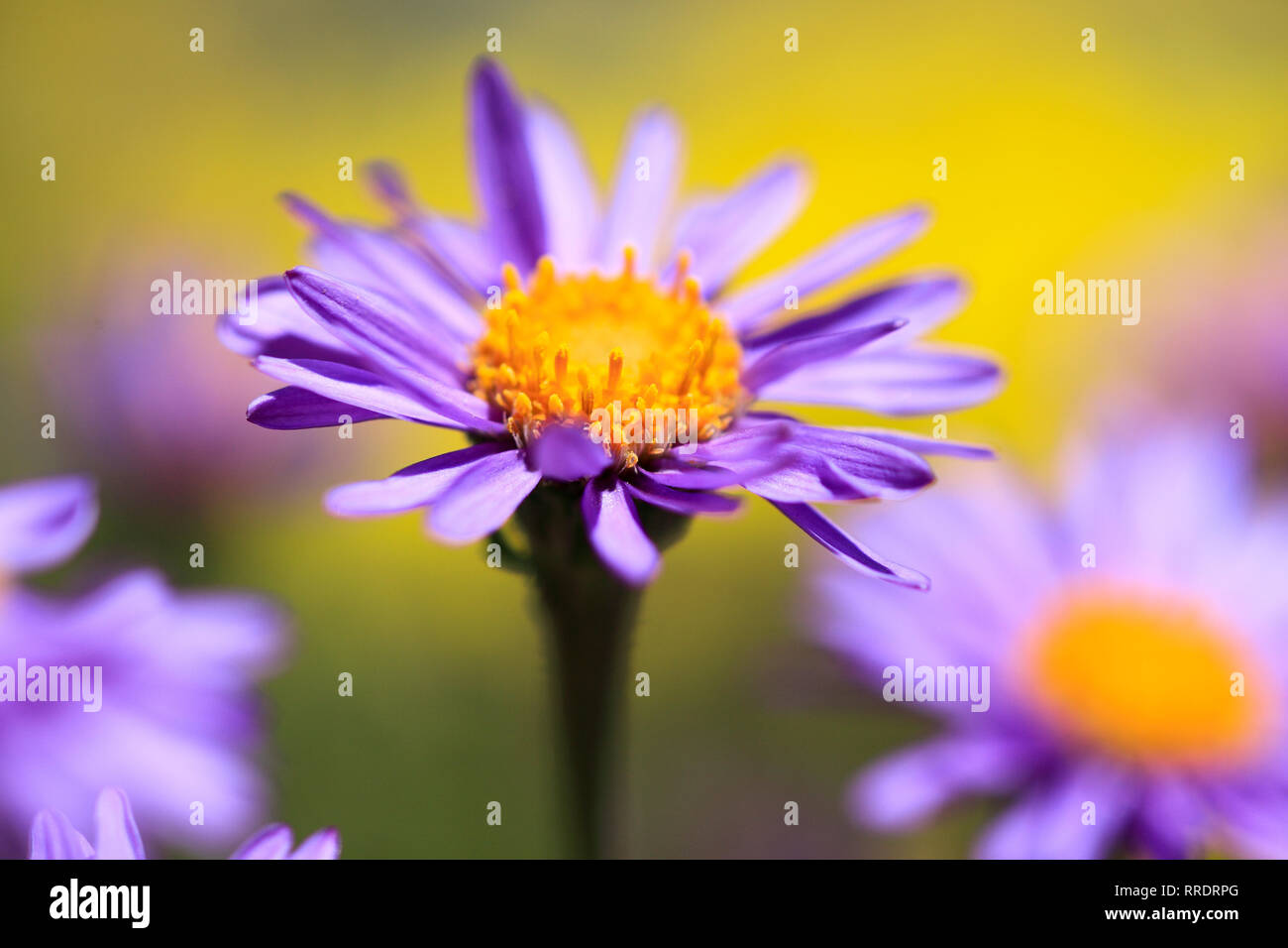 botany, blue alpine daisy, Aster alpinus, Switzerland, Additional ...