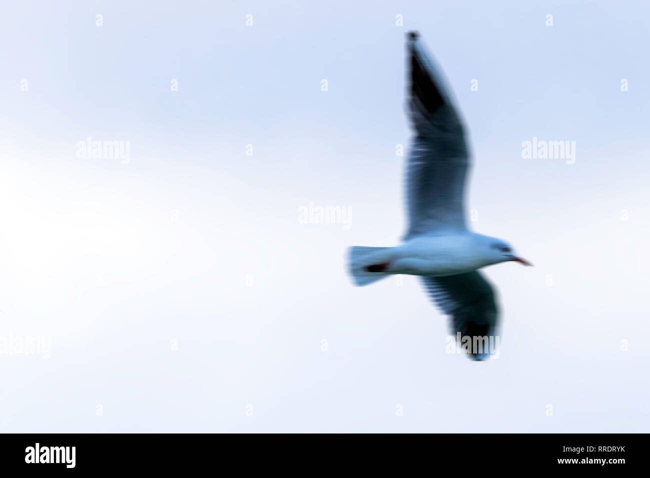 Abstract of seagull fly Stock Photo - Alamy