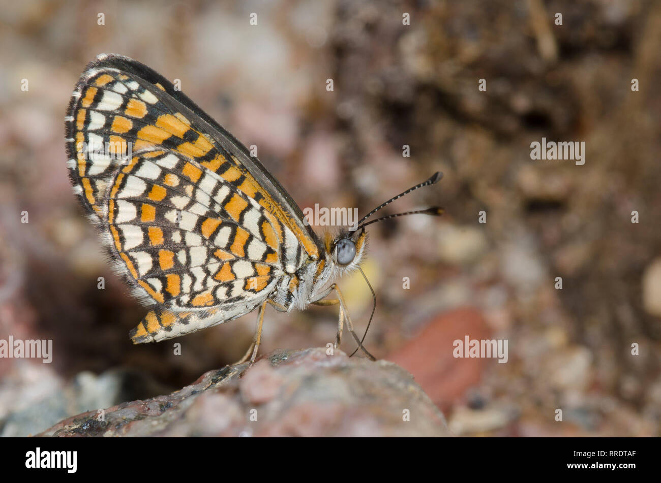 Texola elada hi-res stock photography and images - Alamy