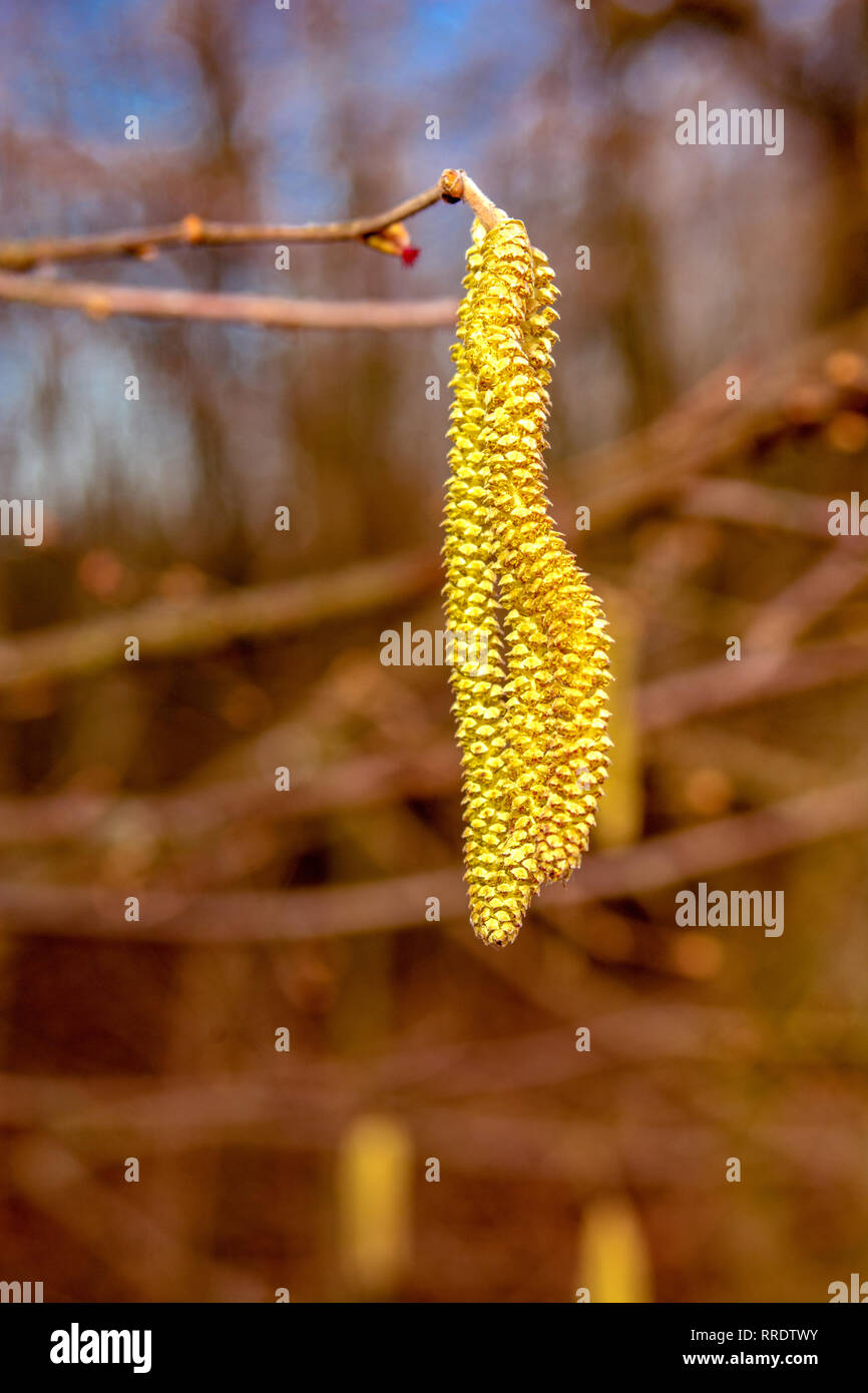Concept nature : Hazel Alder Stock Photo - Alamy
