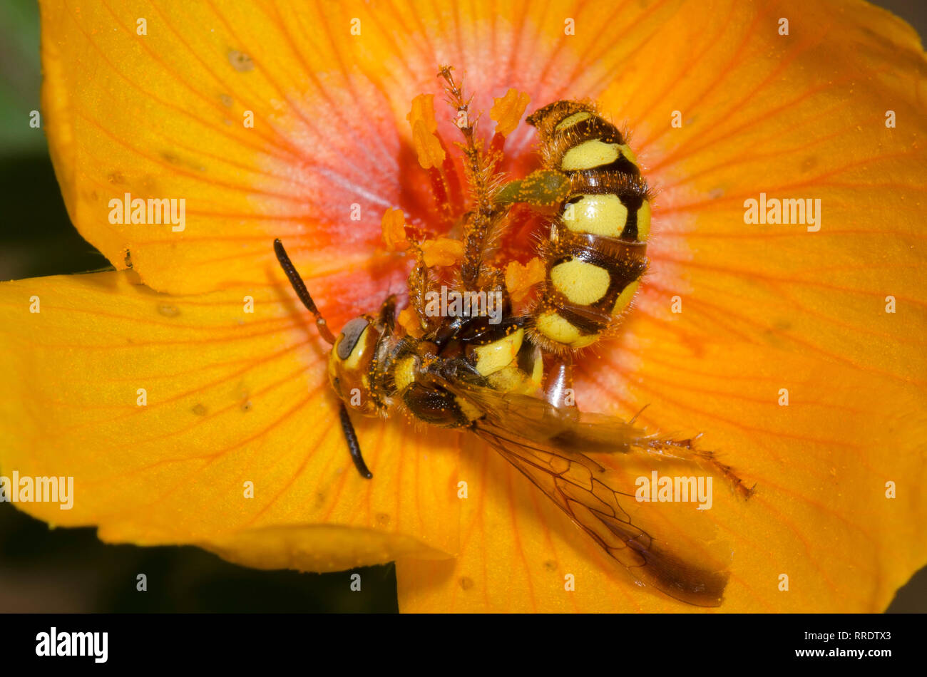 Eight-spotted Scoliid Wasp, Colpa octomaculata, on Arizona Poppy ...