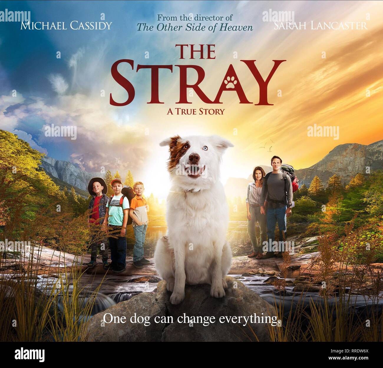 Stray Stock Photos & Stray Stock Images - Alamy