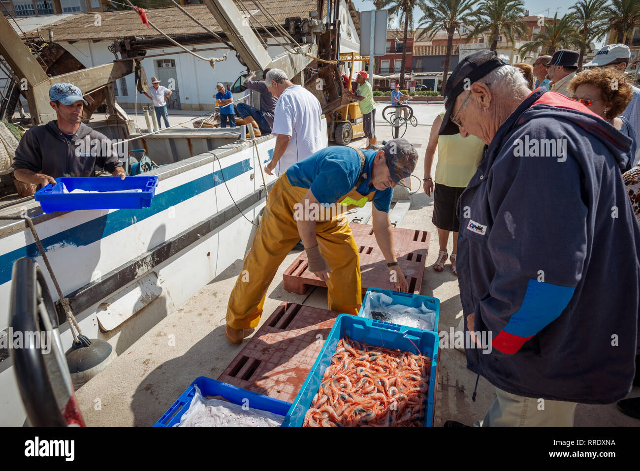 Fishermen unload their catch of fresh red prawns and other fish onto ...