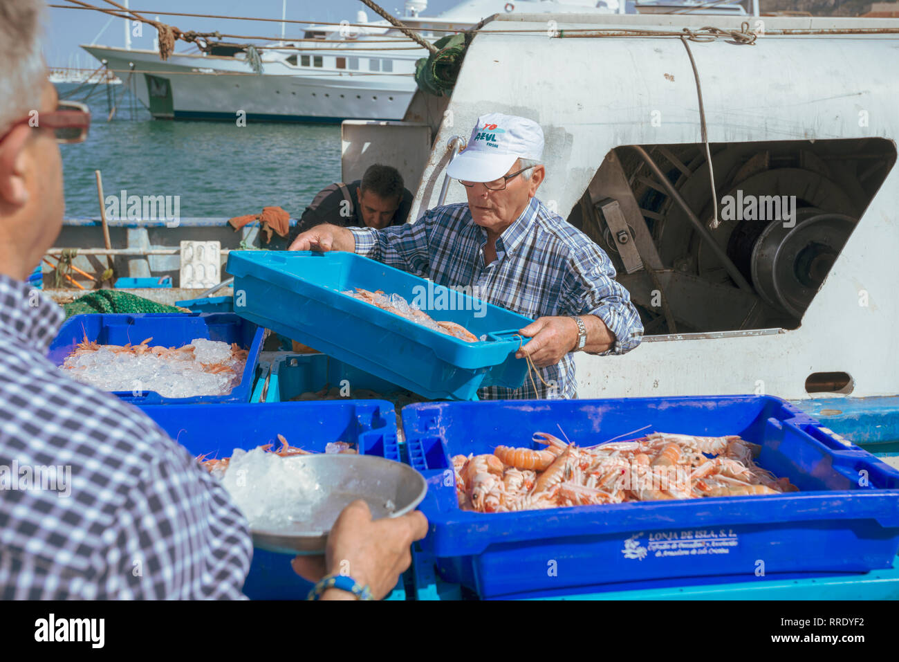 A fisherman covers fresh red prawns and other fish with ice after it's ...