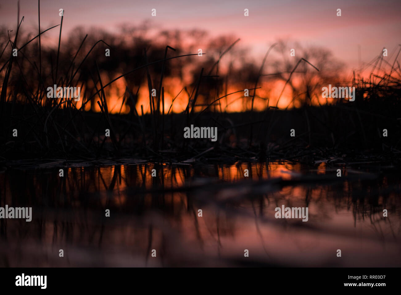 Pond killers hi-res stock photography and images - Alamy