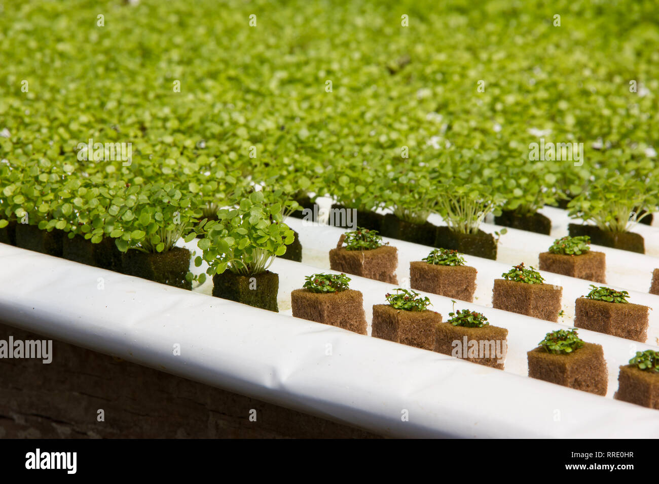 Watercress Baby Plants in Hydroponic culture with Phenolic Sponge and 2 ...