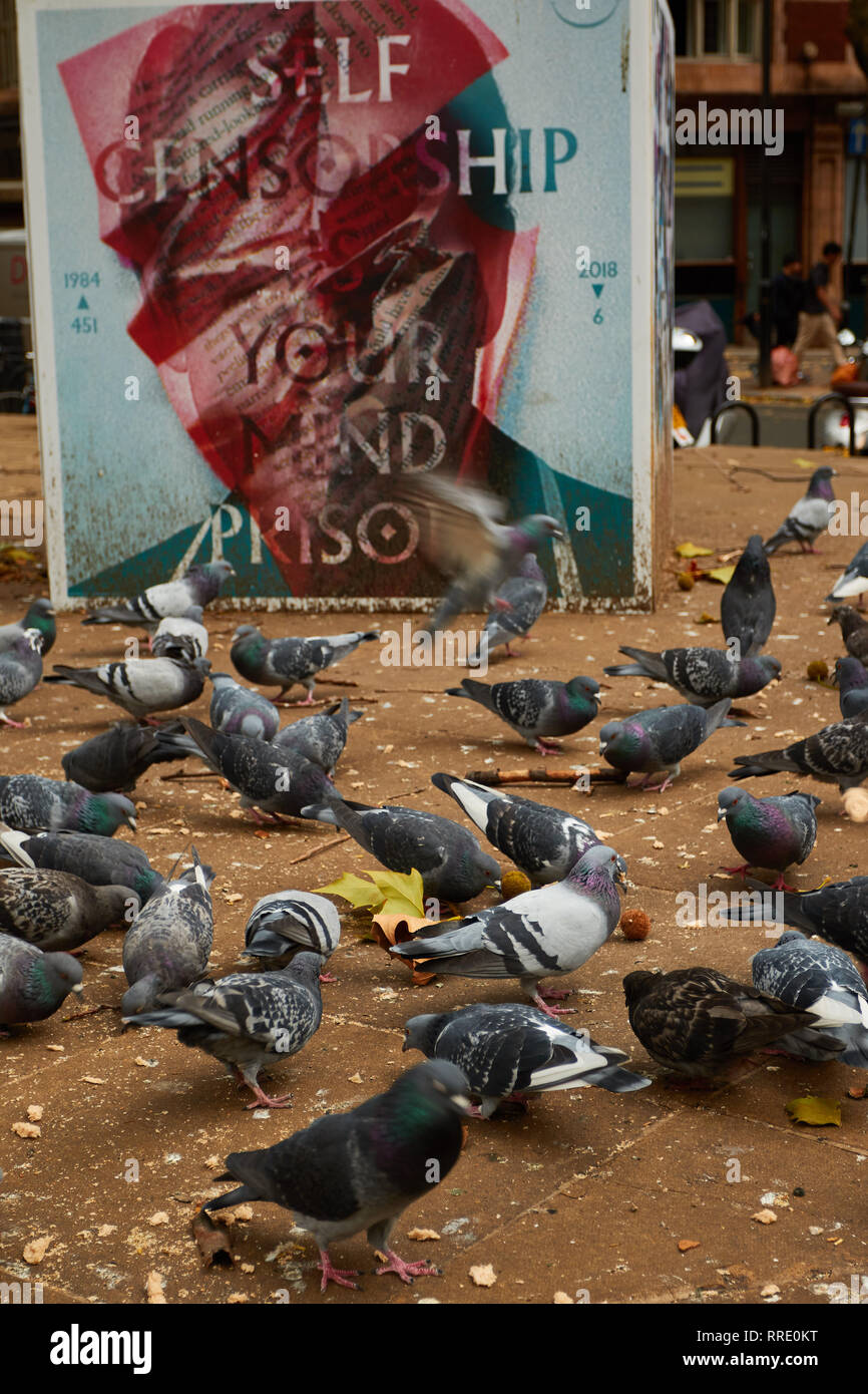 Urban pigeons scrabbling for discarded food in a London square, London ...