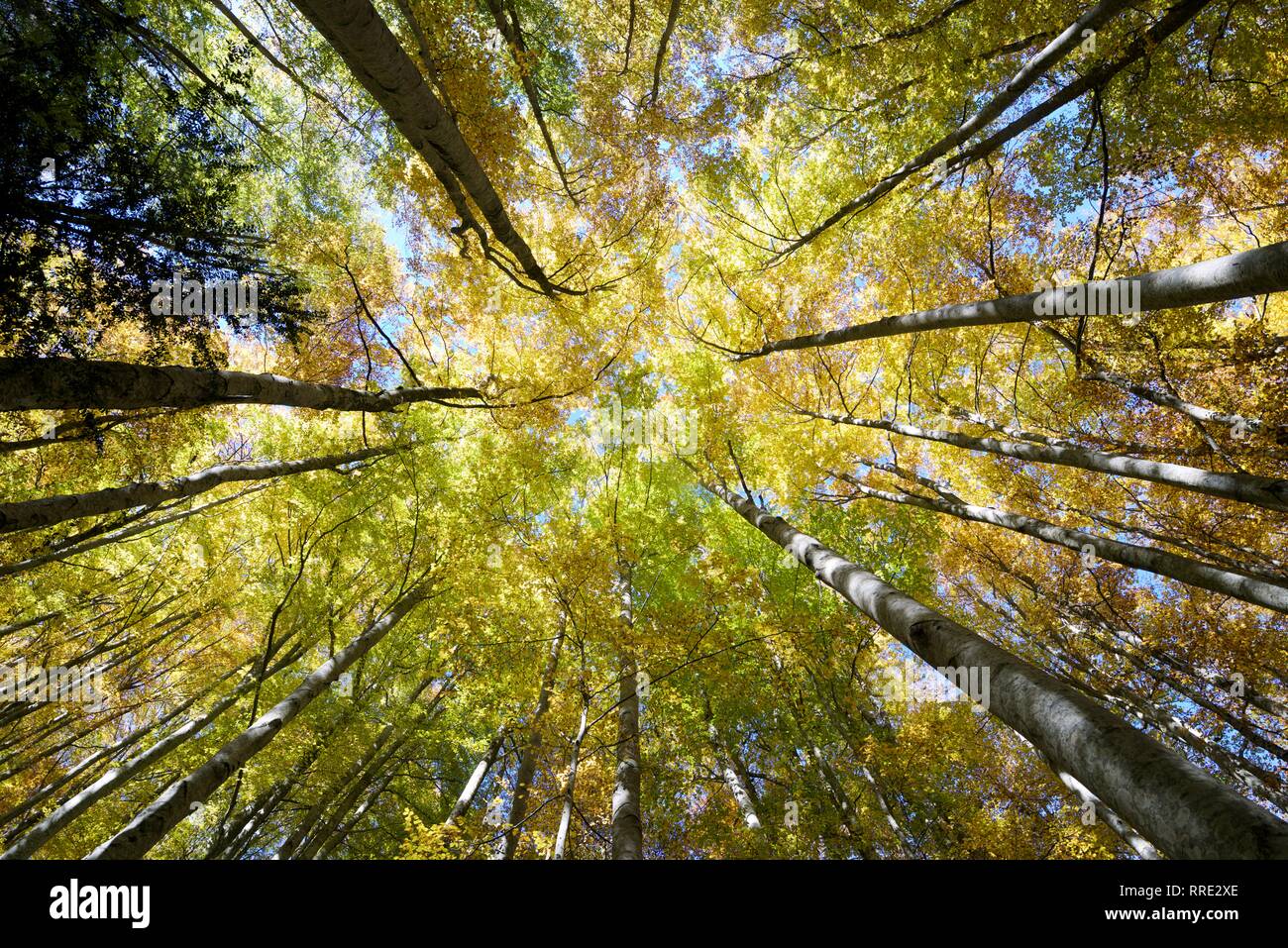 Autumn in Tena Valley, Pyrenees, Huesca, Aragon, Spain Stock Photo - Alamy