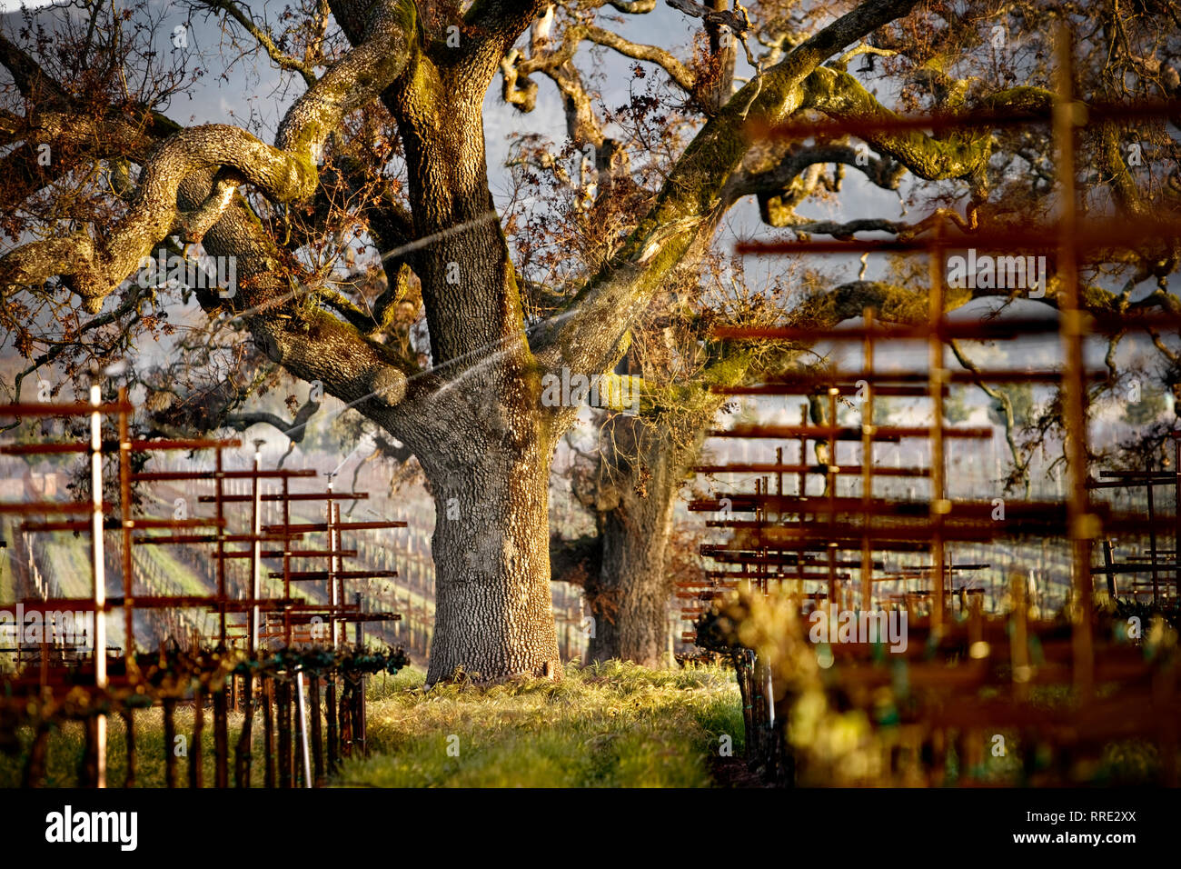 Tree sitting in a vineyard Stock Photo - Alamy