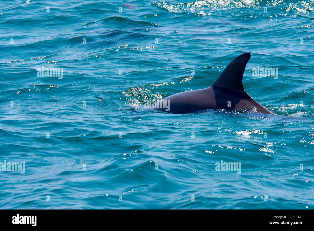Dolphin floating, jumping and diving in the blue sea with waves Stock ...